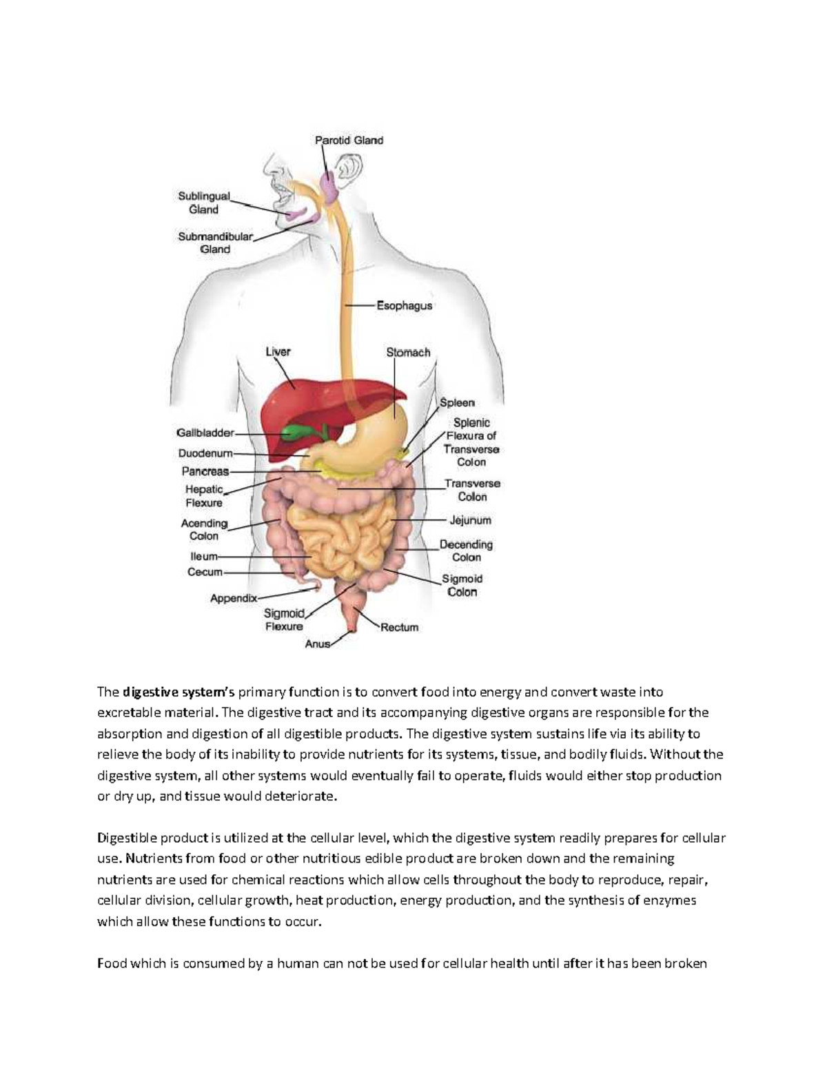 The digestive system anatomy - - Studocu