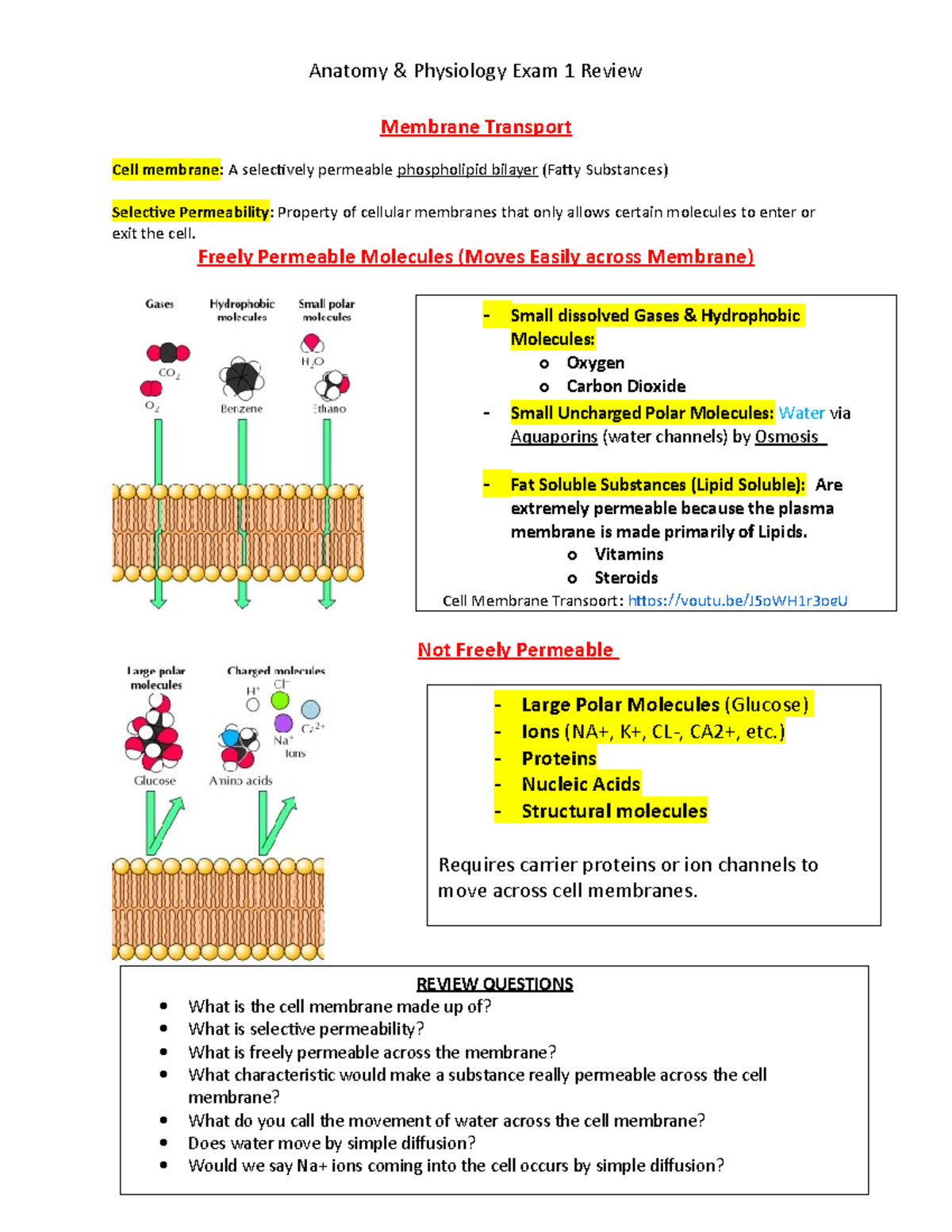 Anatomy and Physiology Exam 1 Review with Notes - Membrane Transport ...