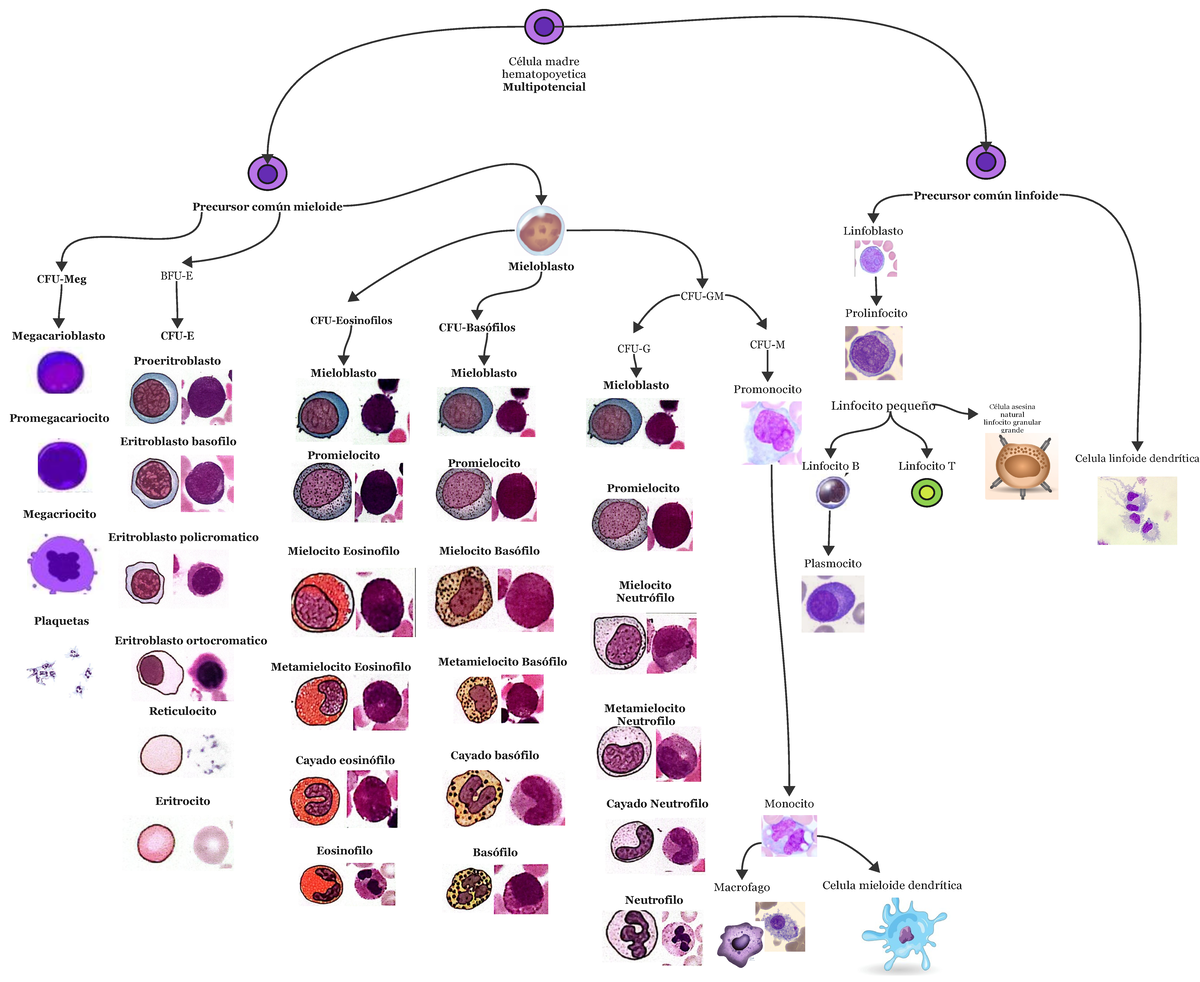 Sistema hematopoyetico - BFU-E CFU-E Proeritroblasto Eritroblasto ...