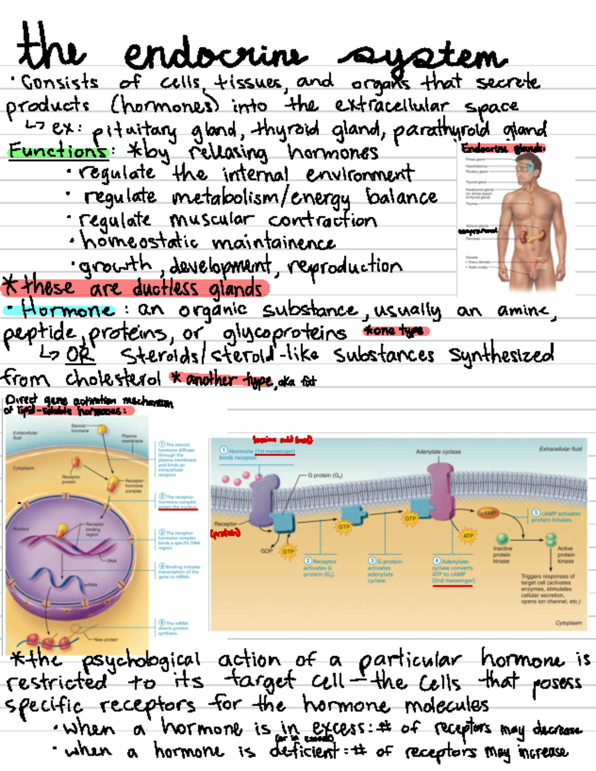 Biol 244 pt 1 - sssssss - the endocrin ####### · system consists of ...