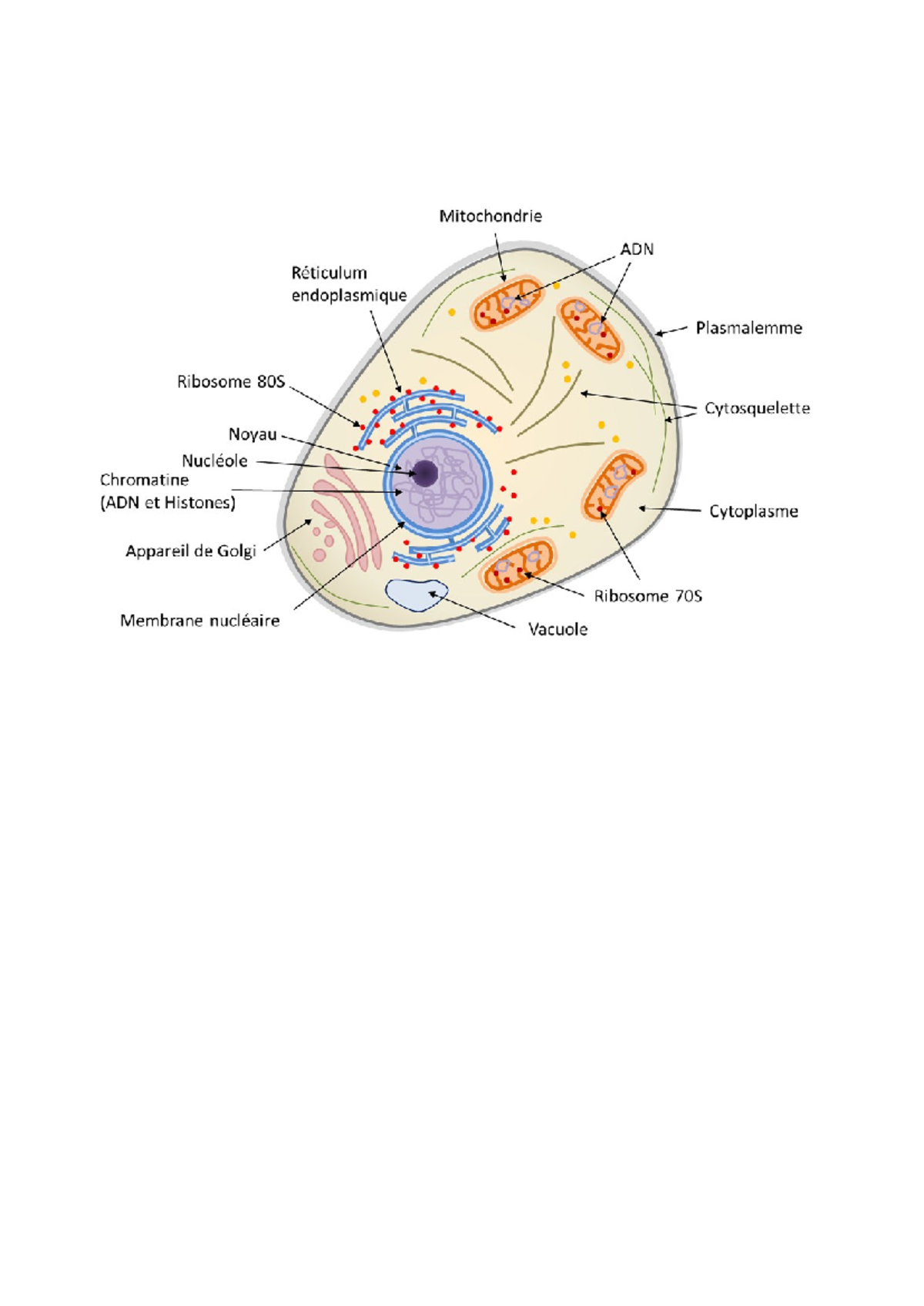 Schema de cellule - Sciences de la vie et de la Terre - Studocu