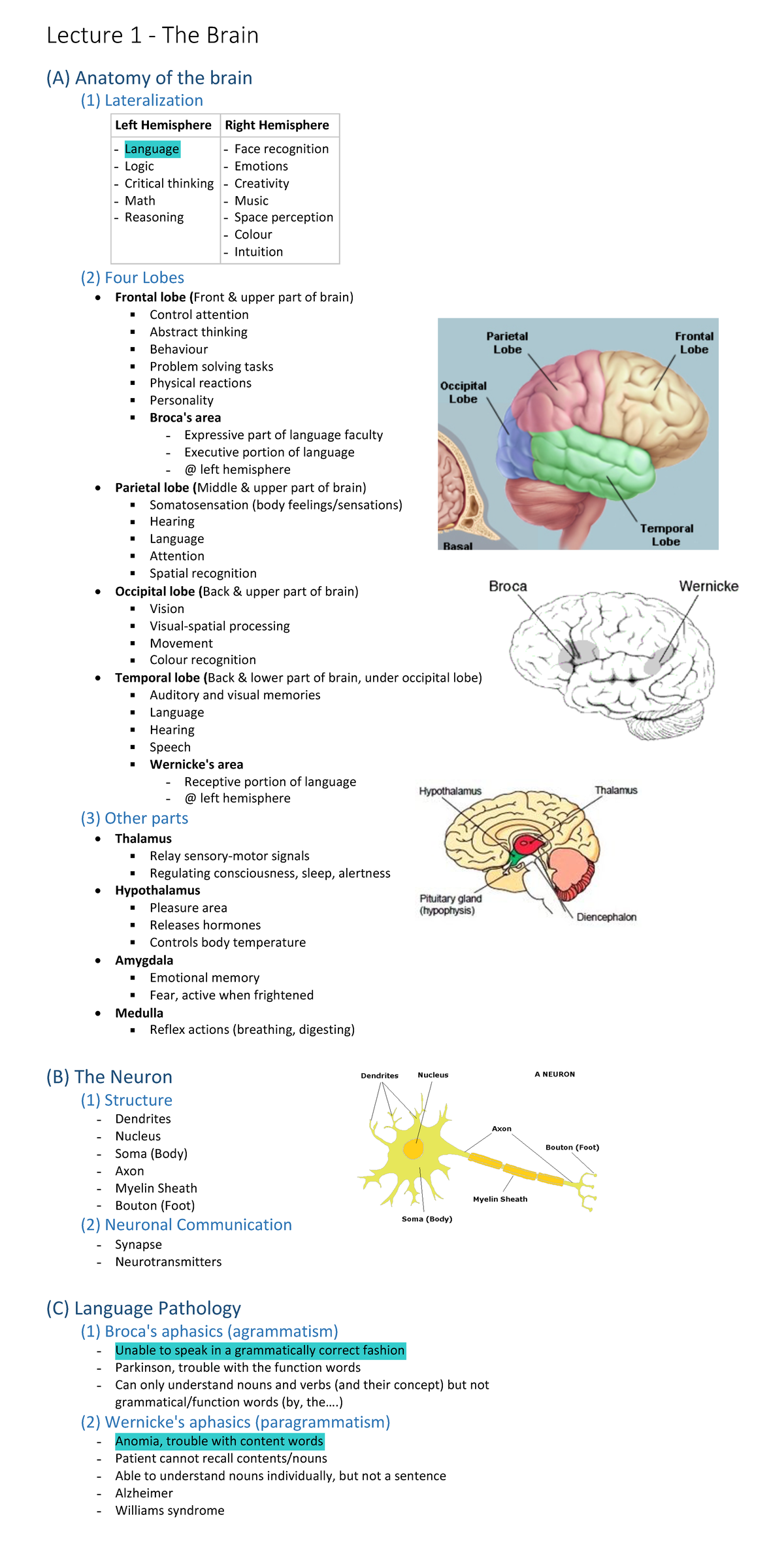 Lecture 1 - The Brain - Studocu