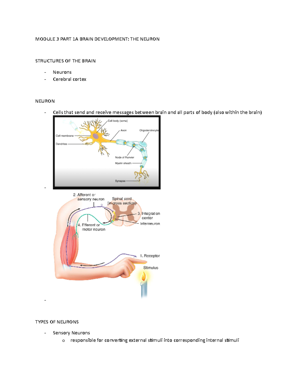 Module 3 - Brain, Motor, and Seonsory Development - MODULE 3 PART 1A ...