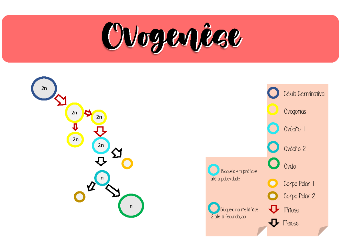 AULA 3 (x Ovogenese) - Embriologia e Histologia - OvOvoogengenêêsese 2 ...