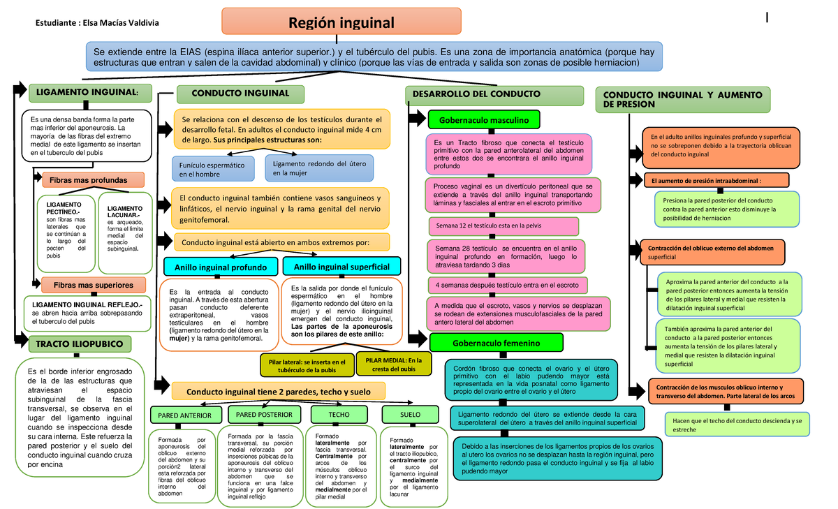 ABDOMEN: pared anterolateral del abdomen; REGION DE LA INGLE; Esquema ...