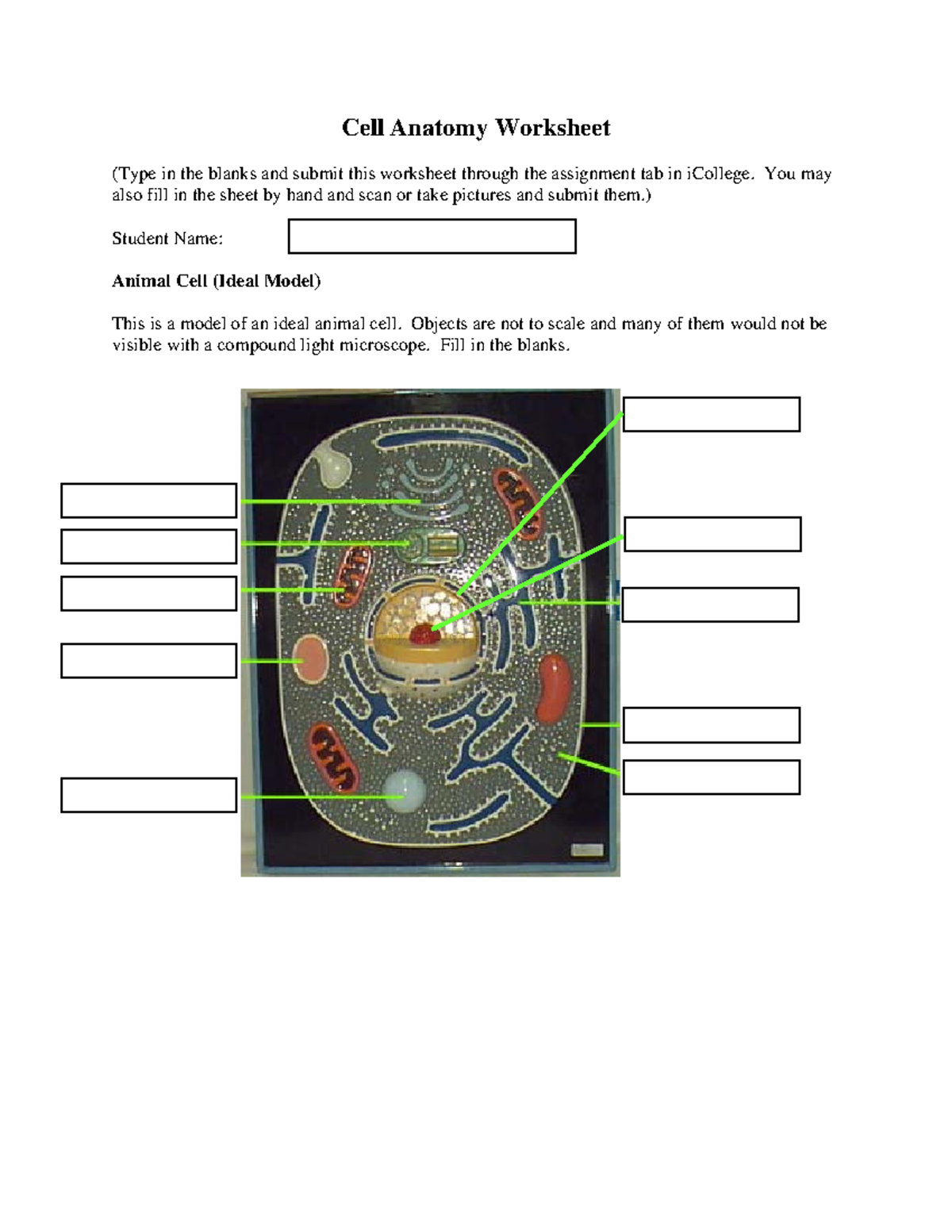 Cell Anatomy Worksheet - Cell Anatomy Worksheet (Type in the blanks and ...