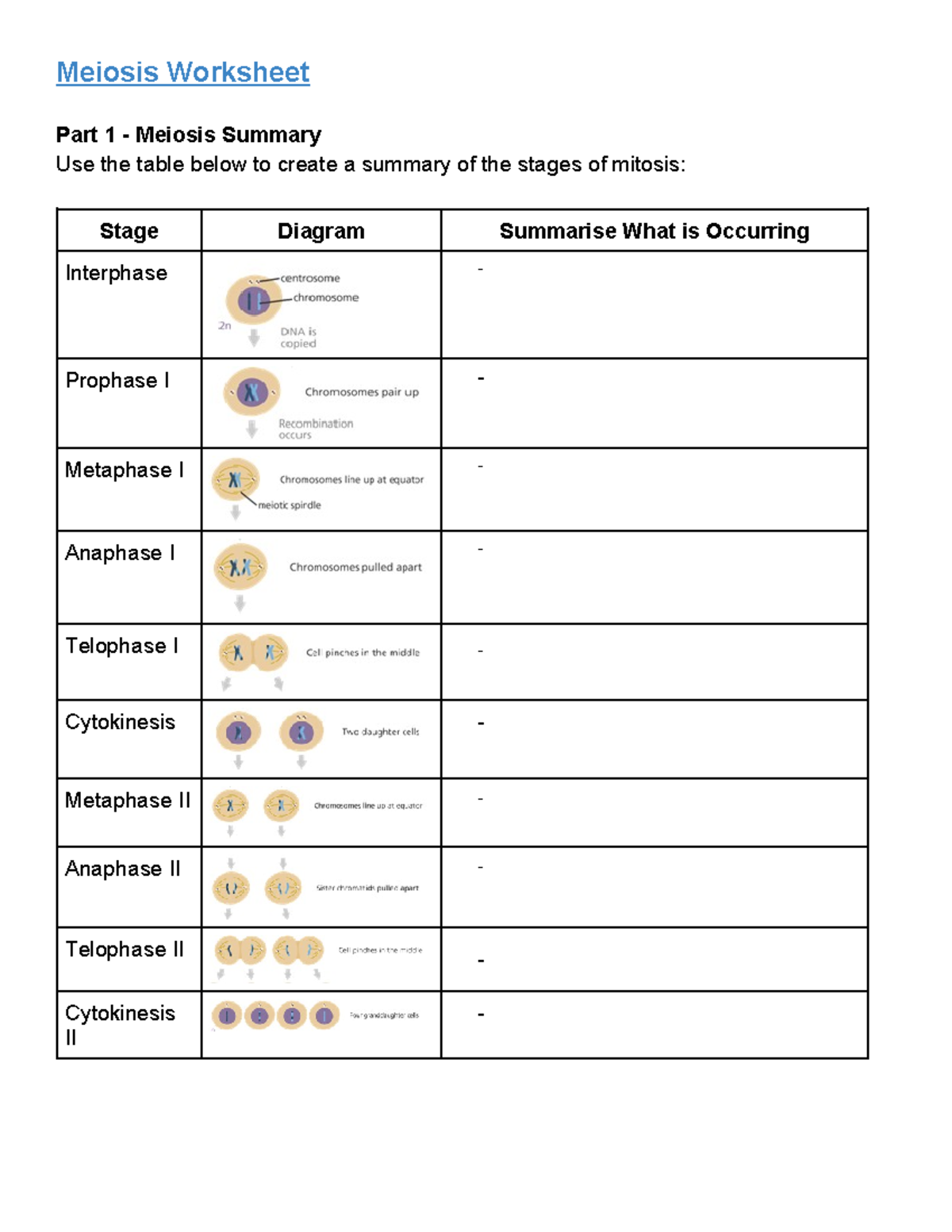 Meiosis Worksheet 2 - Meiosis Worksheet Part 1 - Meiosis Summary Use ...