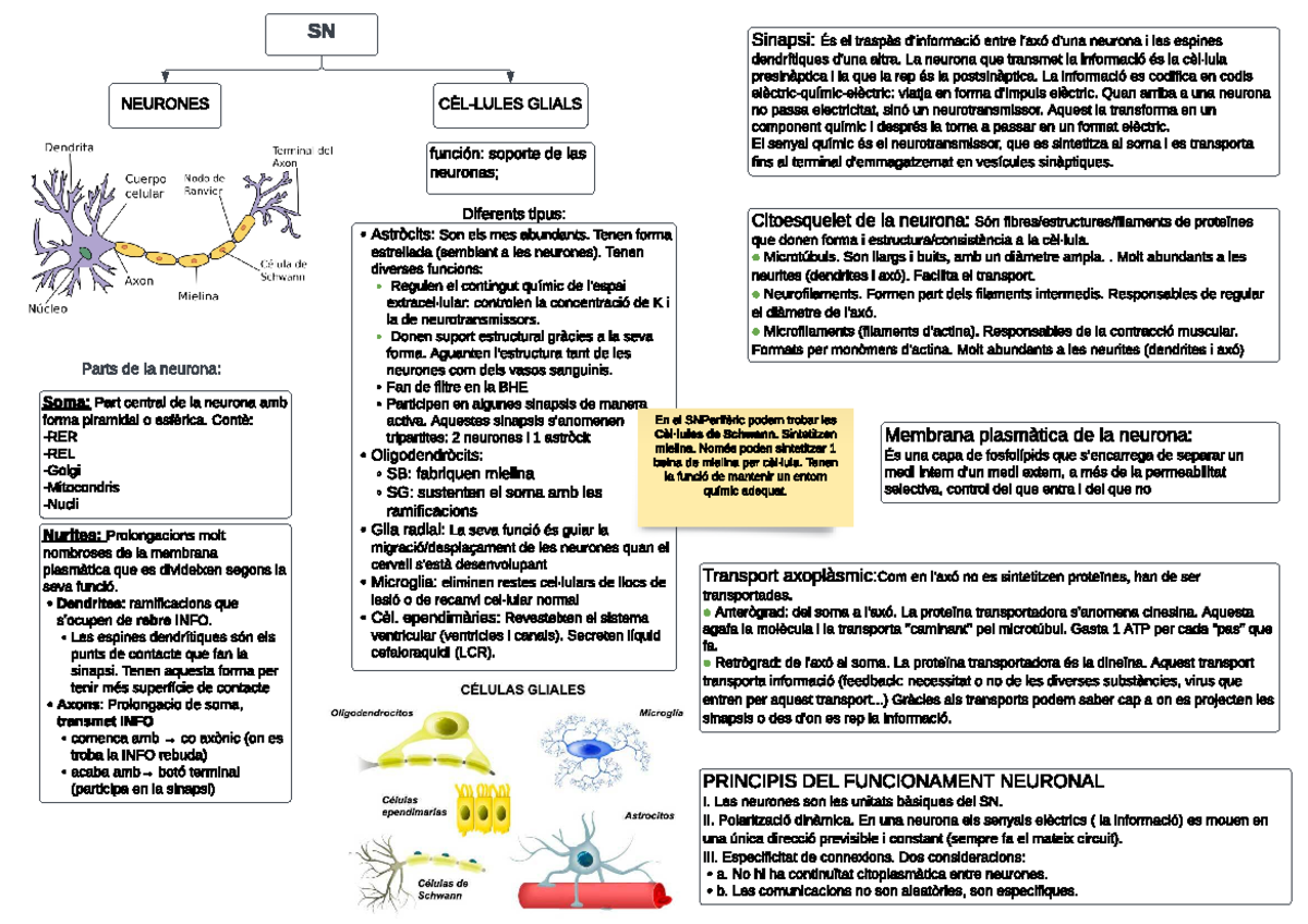 Tema 1 bio - Esquema tema 1 Marc Via - SN NEURONES CÈL-LULES GLIALS Diferents tipus: - Astròcits ...