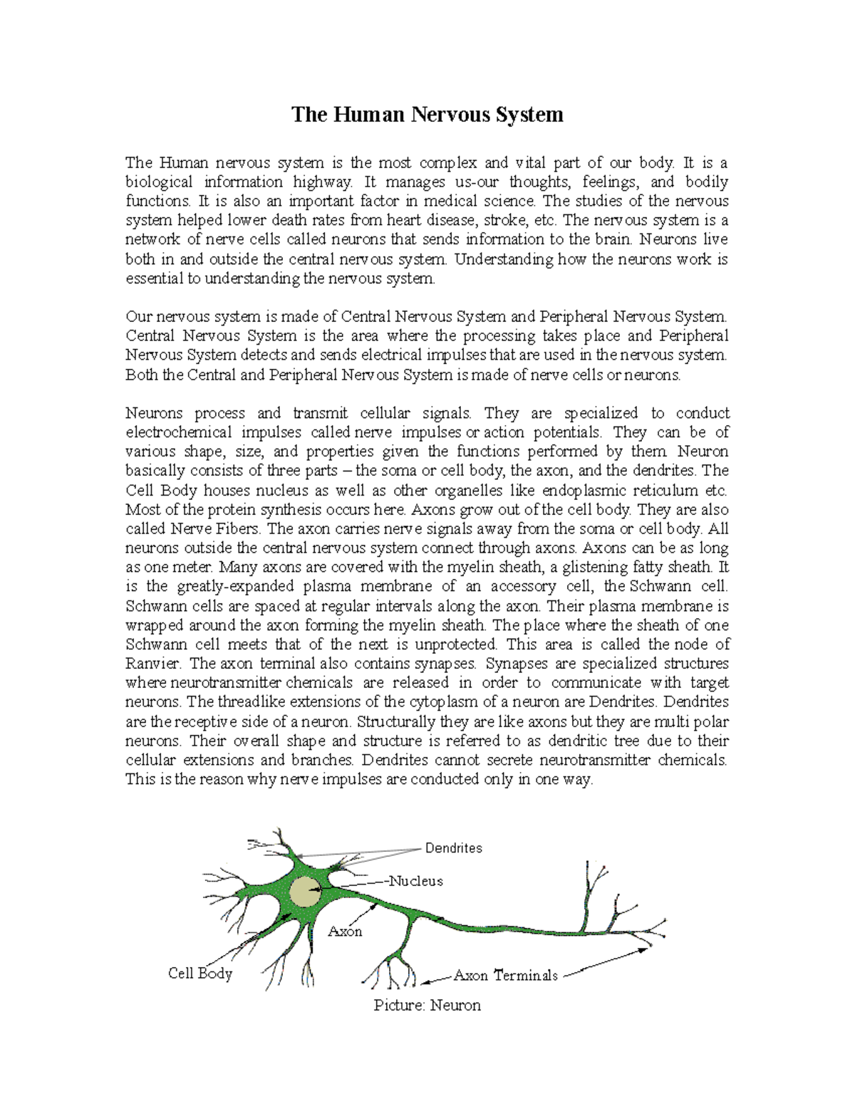 The Human Nervous System The Human Nervous System The Human Nervous