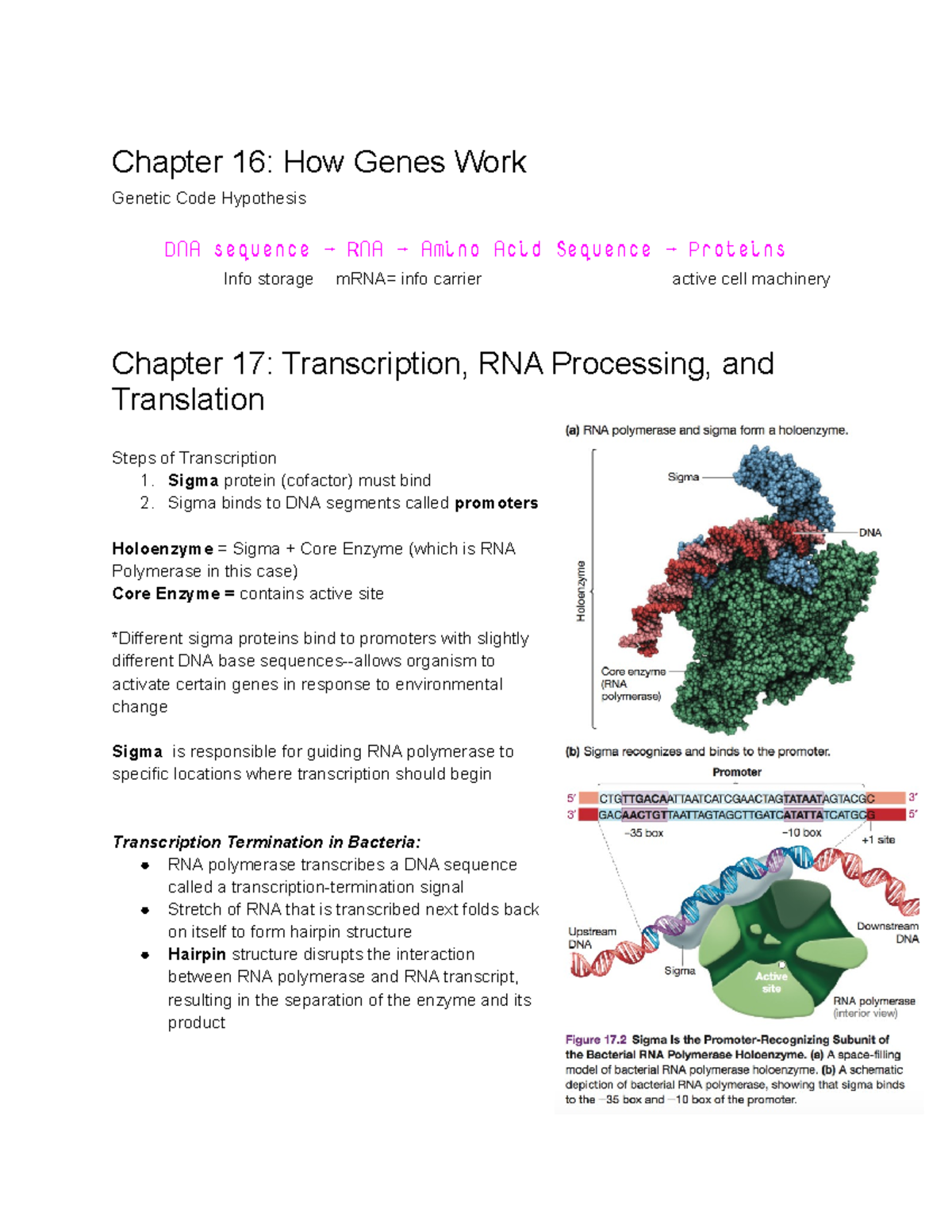Bio 118 Exam 3 Review - Chapter 16: How Genes Work Genetic Code ...