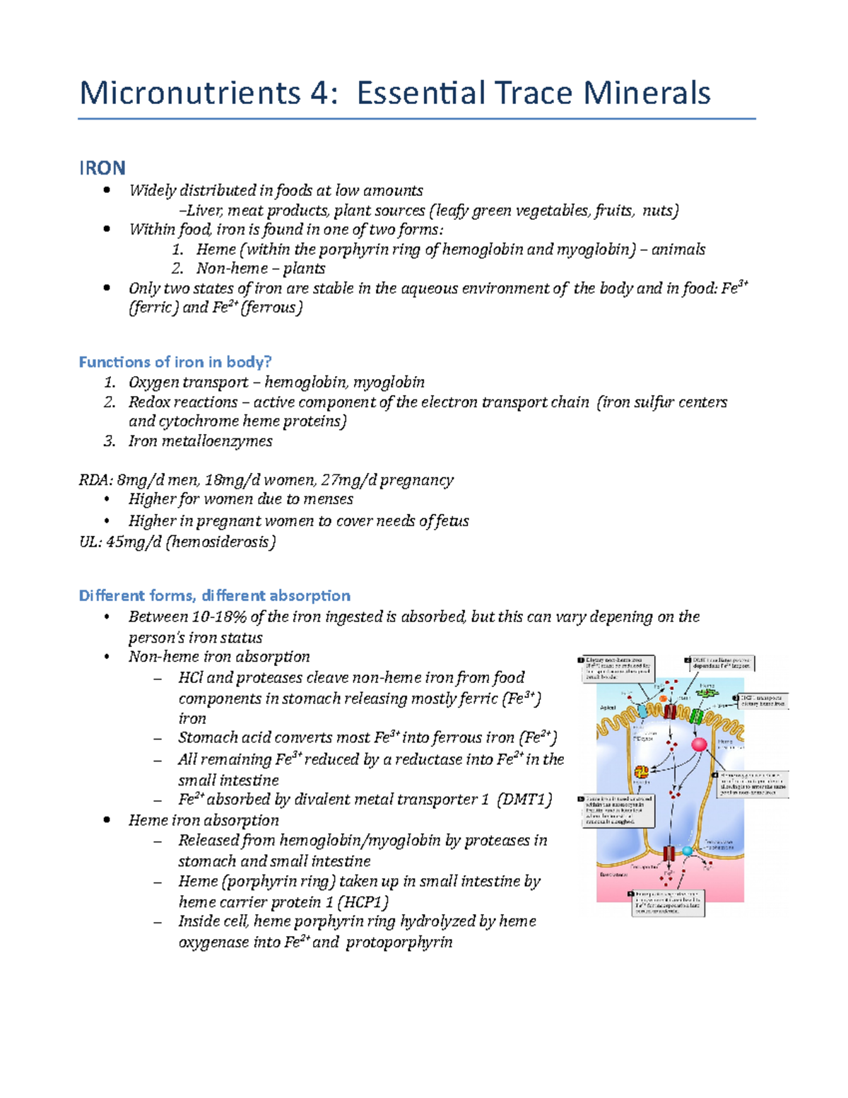 Micronutrients 4 - lectures on iron, copper, and zinc - Micronutrients ...