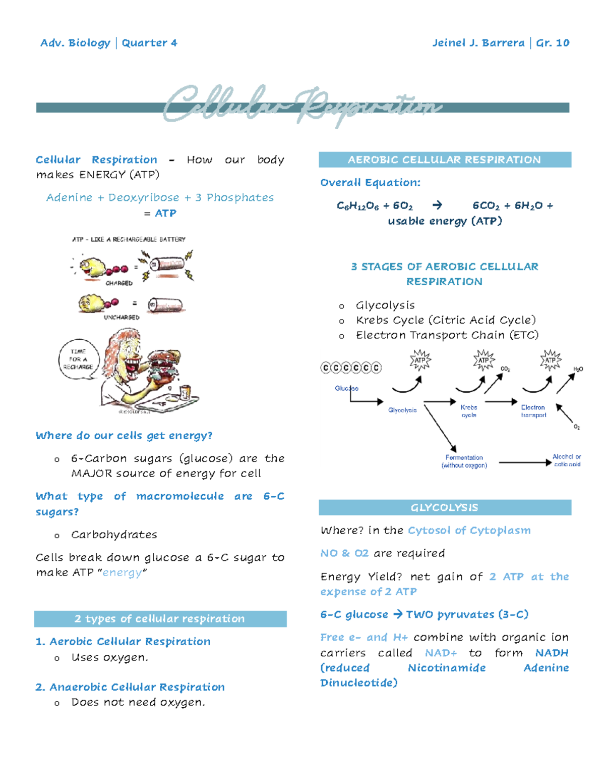 Cellular Respiration - N/A - Cellular Respiration Cellular Respiration ...