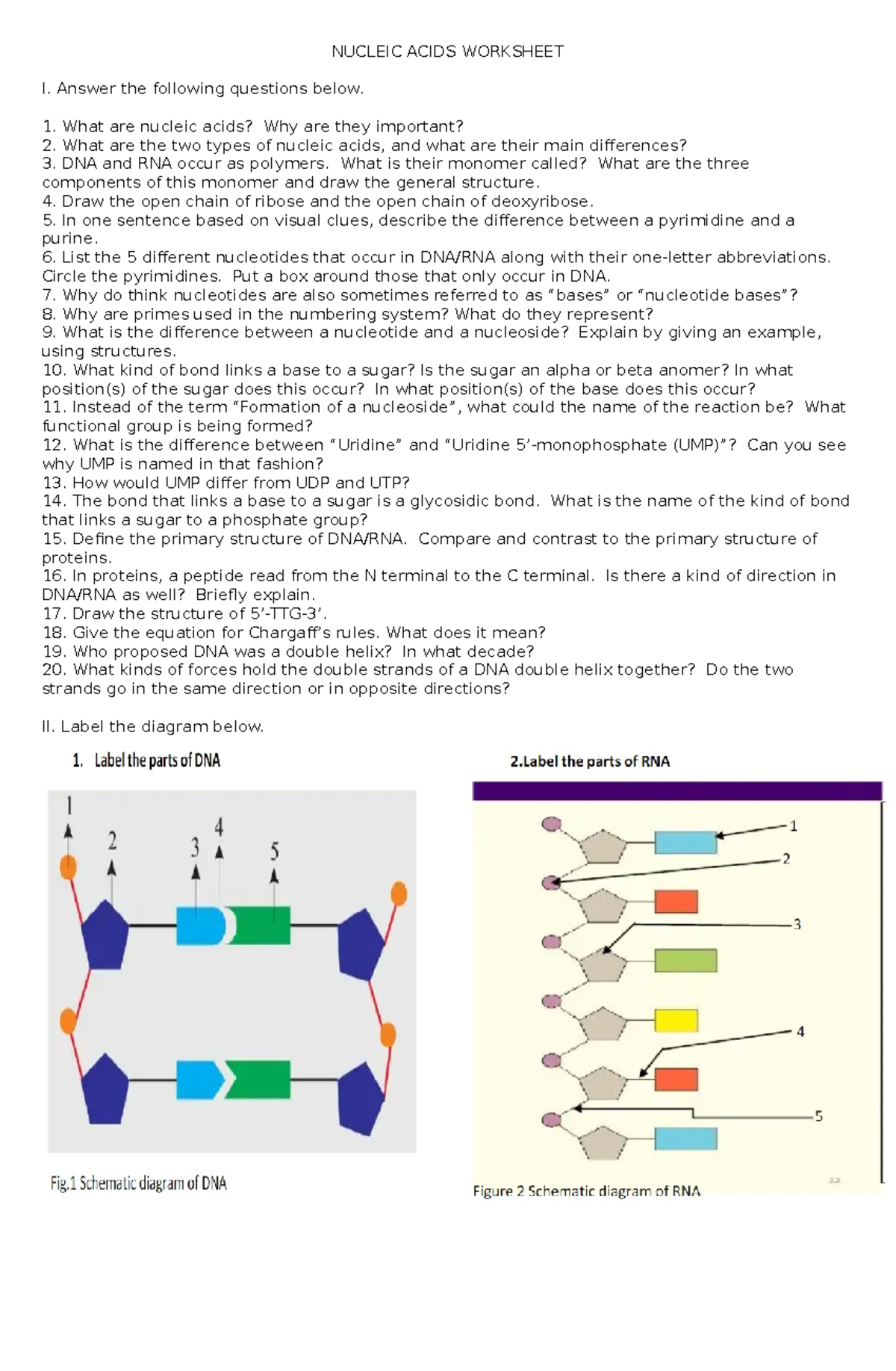 Nucleic- Acids- Worksheet - NUCLEIC ACIDS WORKSHEET I. Answer the ...