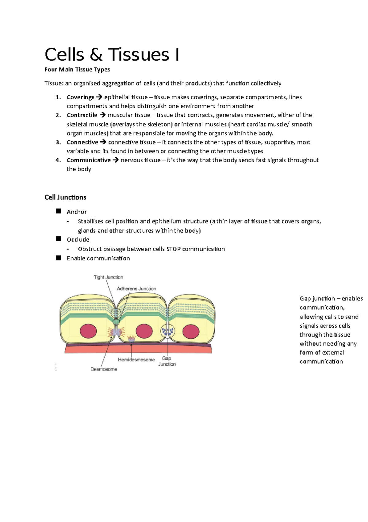 Cells and Tissues - Cells & Tissues I Four Main Tissue Types Tissue: an ...