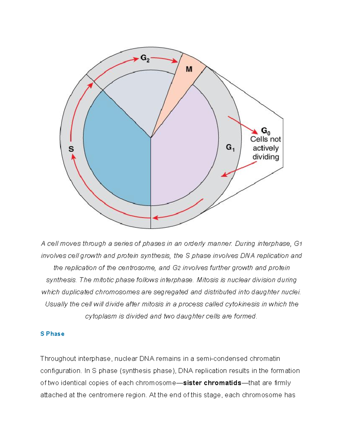 BIO 1A03 Notes - A cell moves through a series of phases in an orderly ...