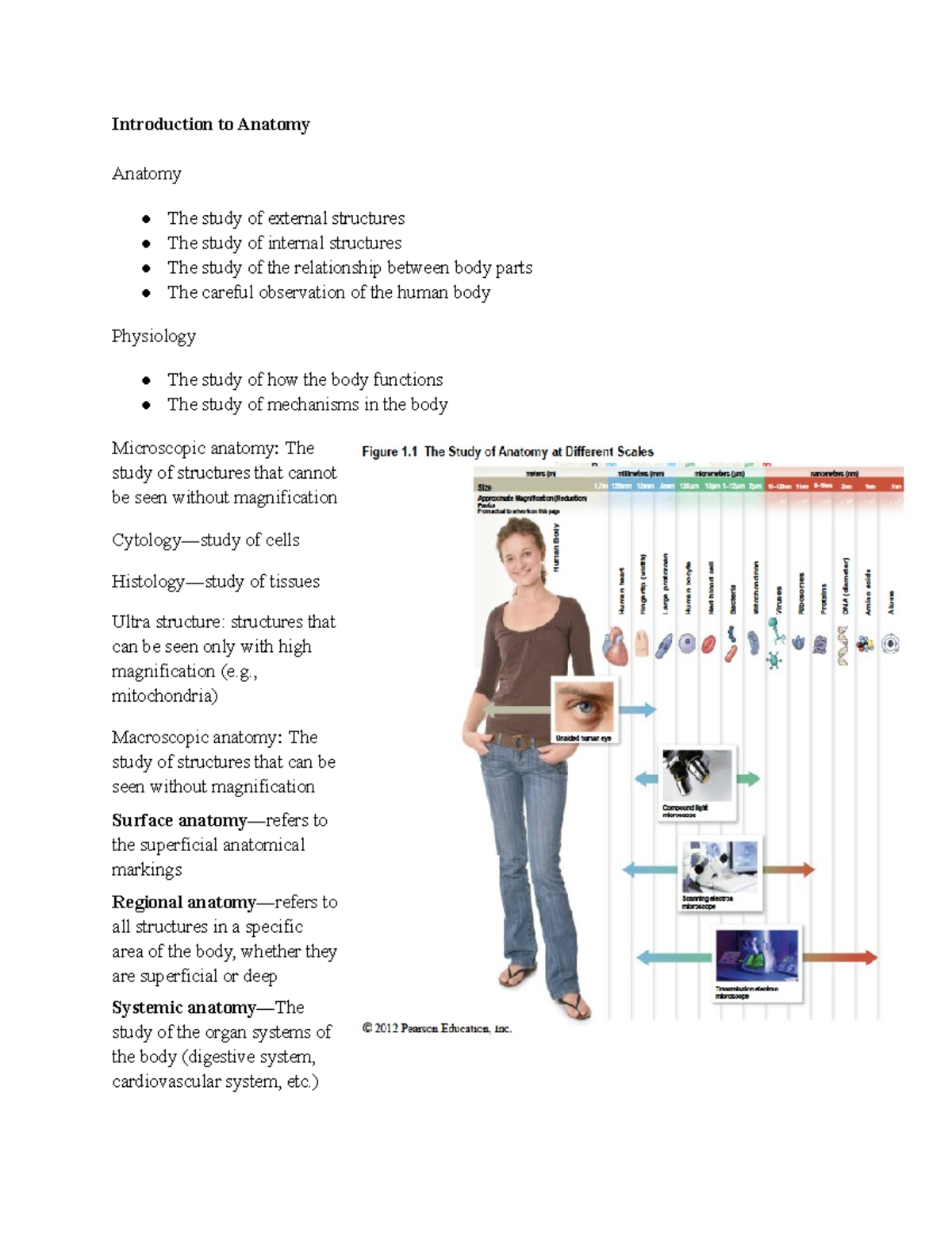 Foundations An Introduction to Anatomy - Introduction to Anatomy ...