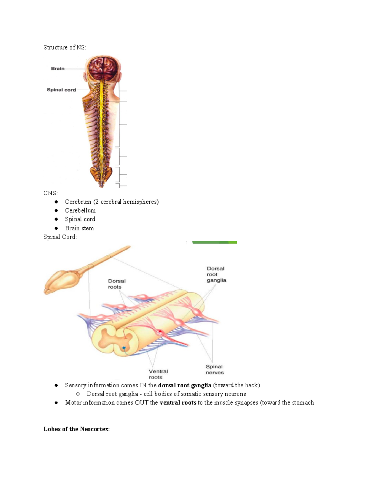 Chapter 7 Structure of the Nervous System - Structure of NS: CNS: Cerebrum (2 cerebral - Studocu