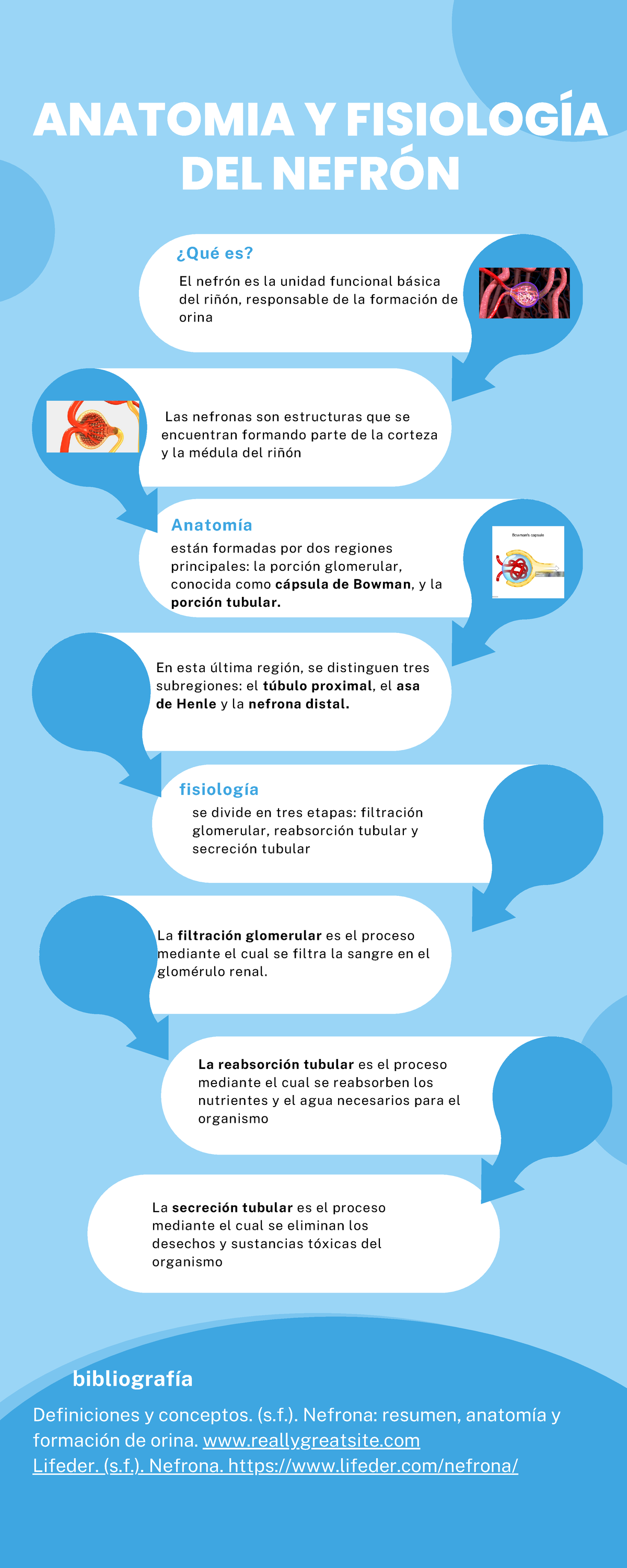 Anatomia y fisiología del nefrón - ANATOMIA Y FISIOLOGÍA DEL NEFRÓN El ...