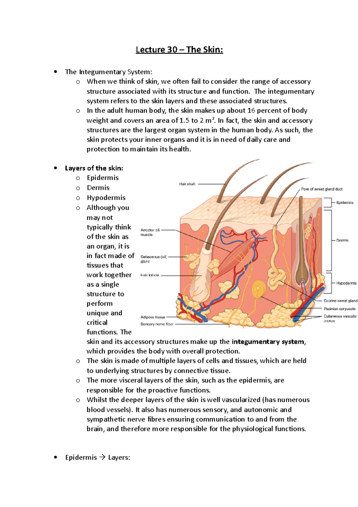 Lecture 30 - The Skin - Lecture 30 – The Skin: The Integumentary System ...