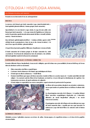 PRÃ Ctiques DE Citologia Vegetal - PRÀCTIQUES DE CITOLOGIA VEGETAL àpex ...