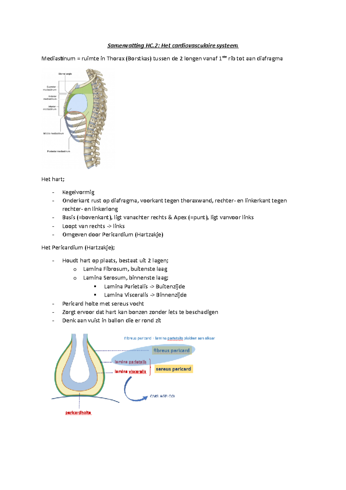 Samenvatting HC - Papillares) Vanonder -> m. Papillaris De circulaties ...