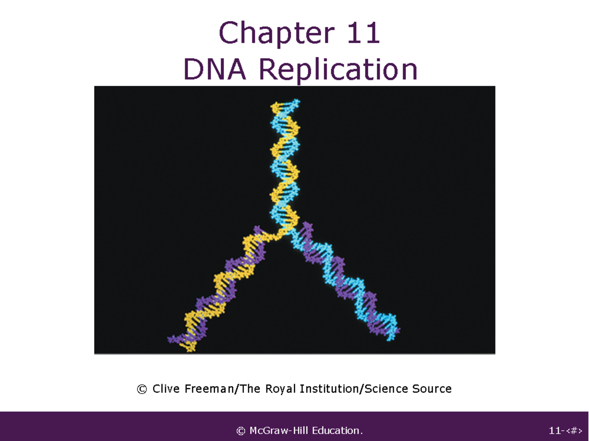 -Chapter 11 - Ch 11 slides - Chapter 11 DNA Replication © Clive Freeman ...