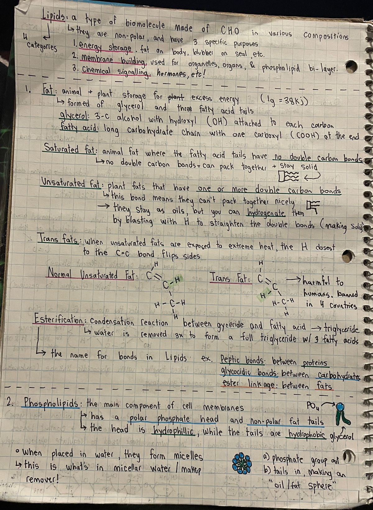 Lipids note part 1 SBI4U - Studocu