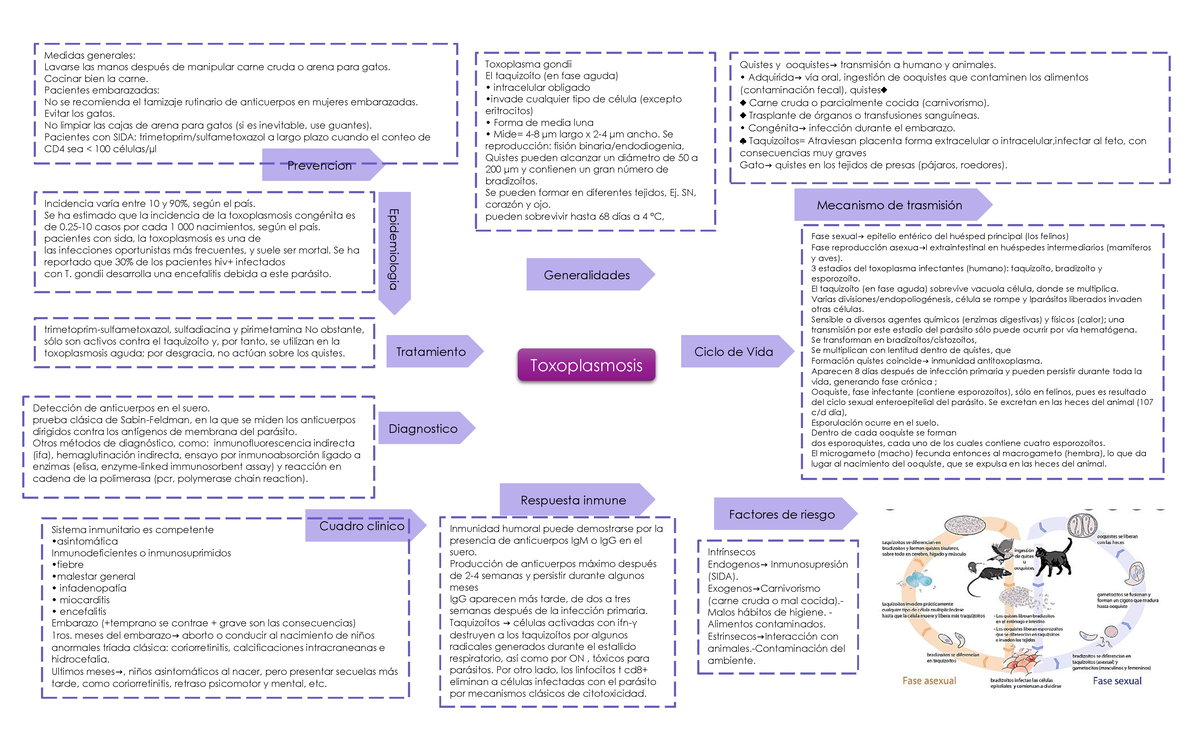 Toxoplasma gondii - Toxoplasmosis Toxoplasma gondii El taquizoÌto (en ...