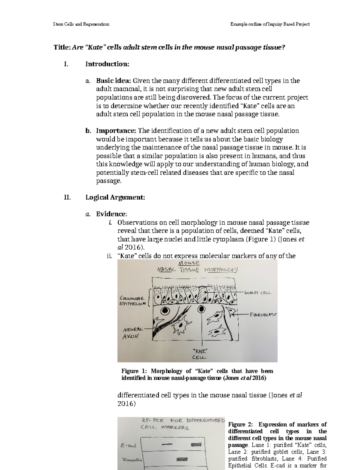 IBP Example Outline - Stem Cells and Regeneration: Example outline of ...