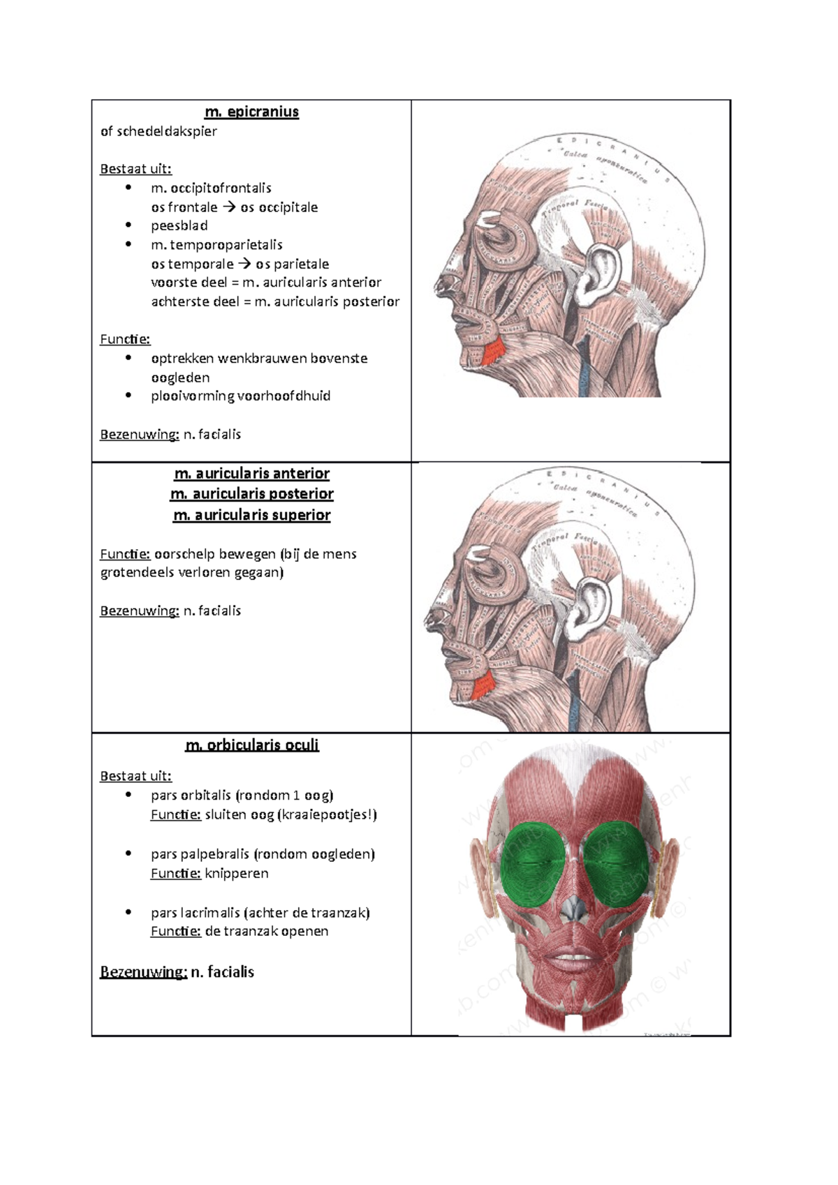 Spierkaartjes Hoofd-en hals gebied (Anatomie) - m. epicranius of ...