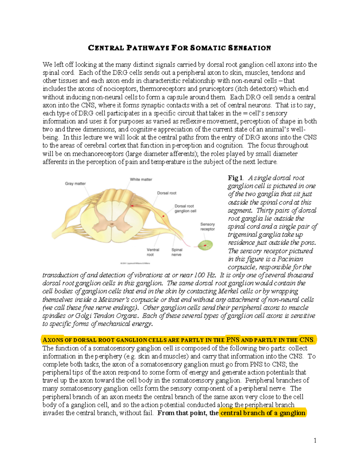Lecture 15 Somatosensory-2 - Warning: Popup annotation has a missing or invalid parent ...