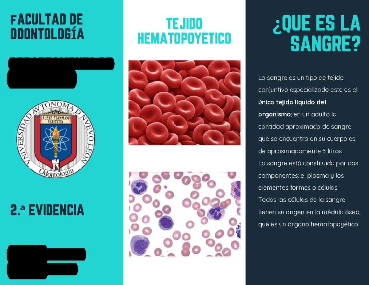 La sangre y sus derivados - fACULTAD DE ODONTOLOG Í A DEPARTAMENTO DE HISTOLOG Í A 2. ª ...