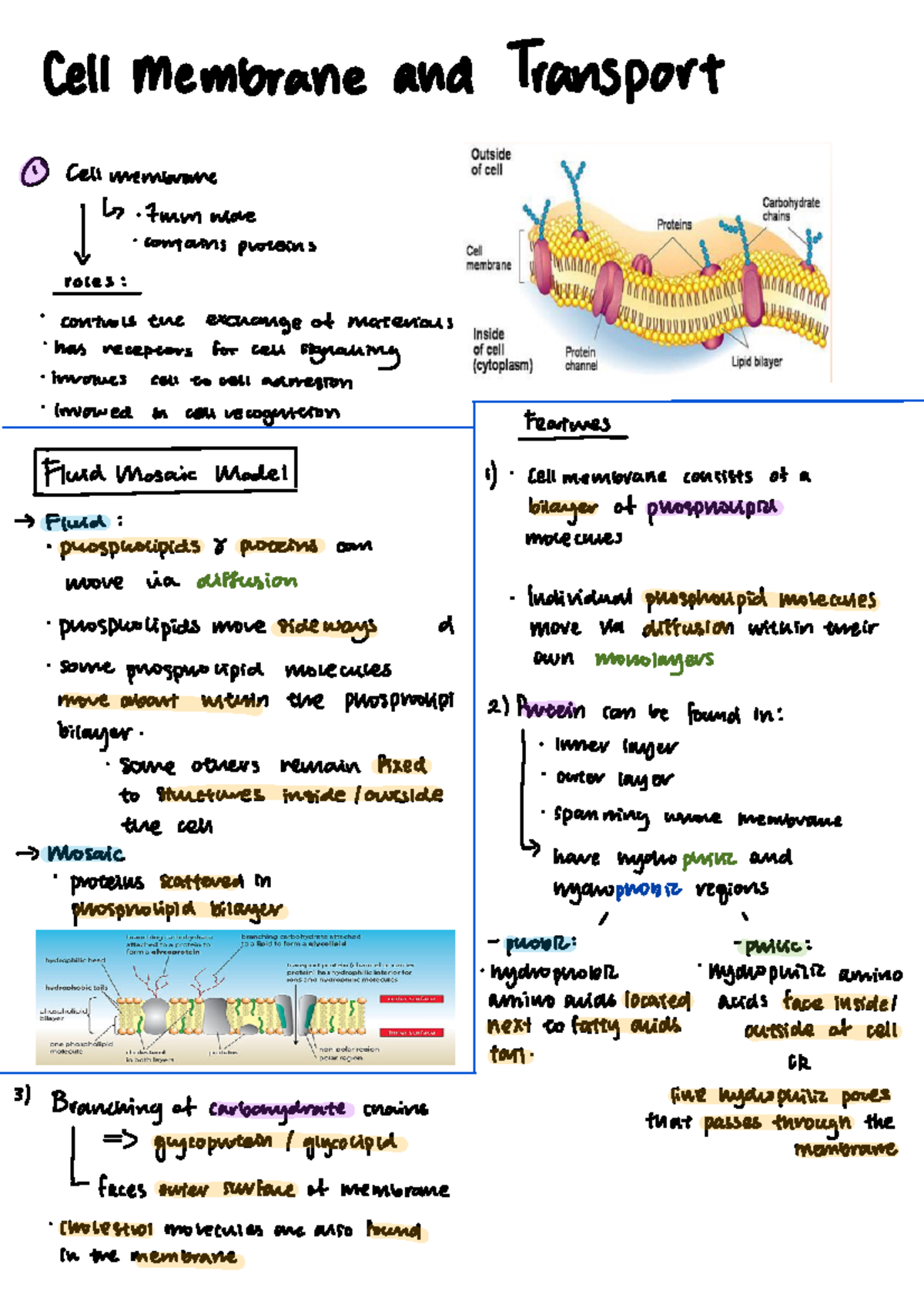 Cell membrane and transport - Cell membrane consists of a Fluid bilayer ...