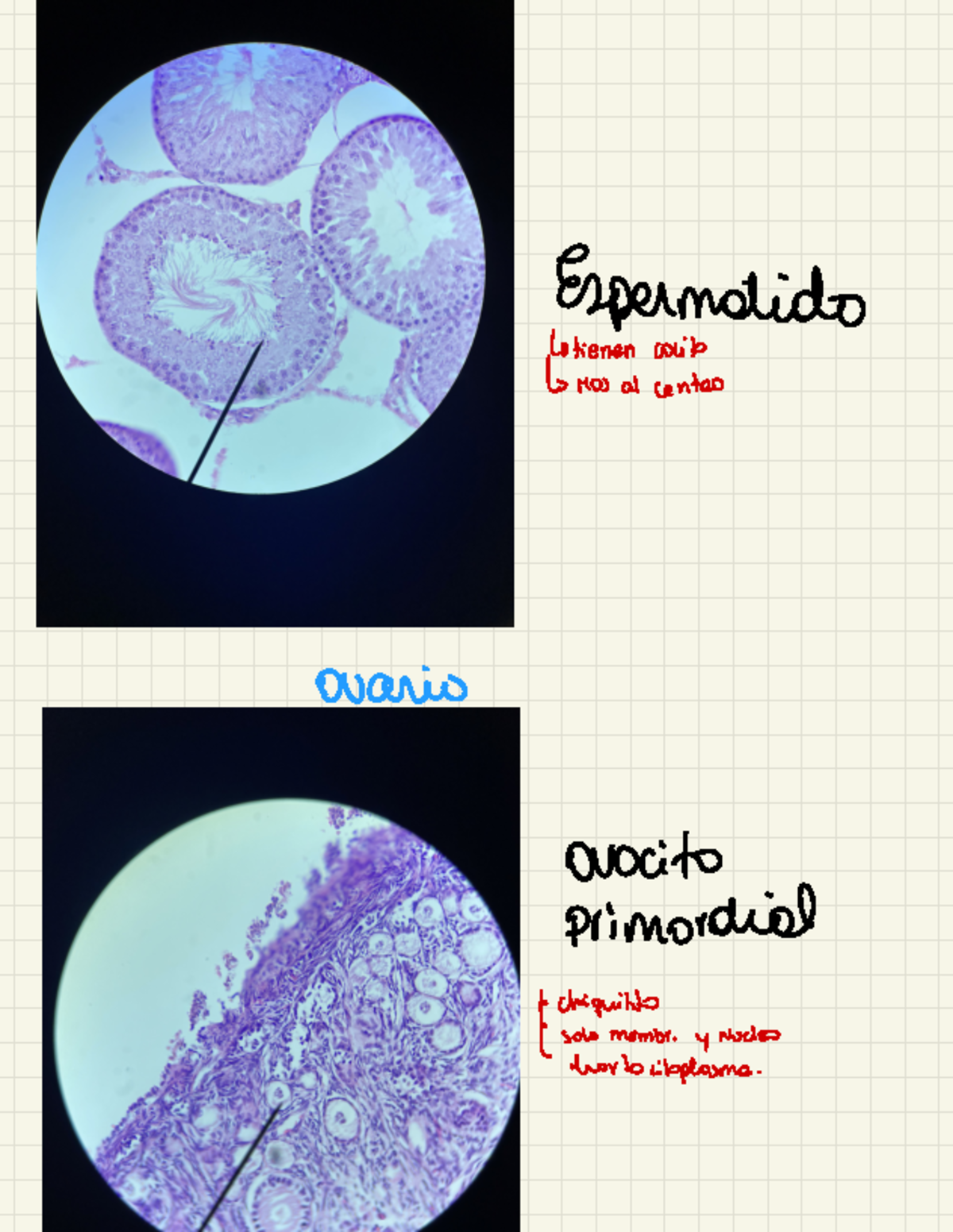 Lab Embriología - microscoio lab - Biología Celular e Histología ...