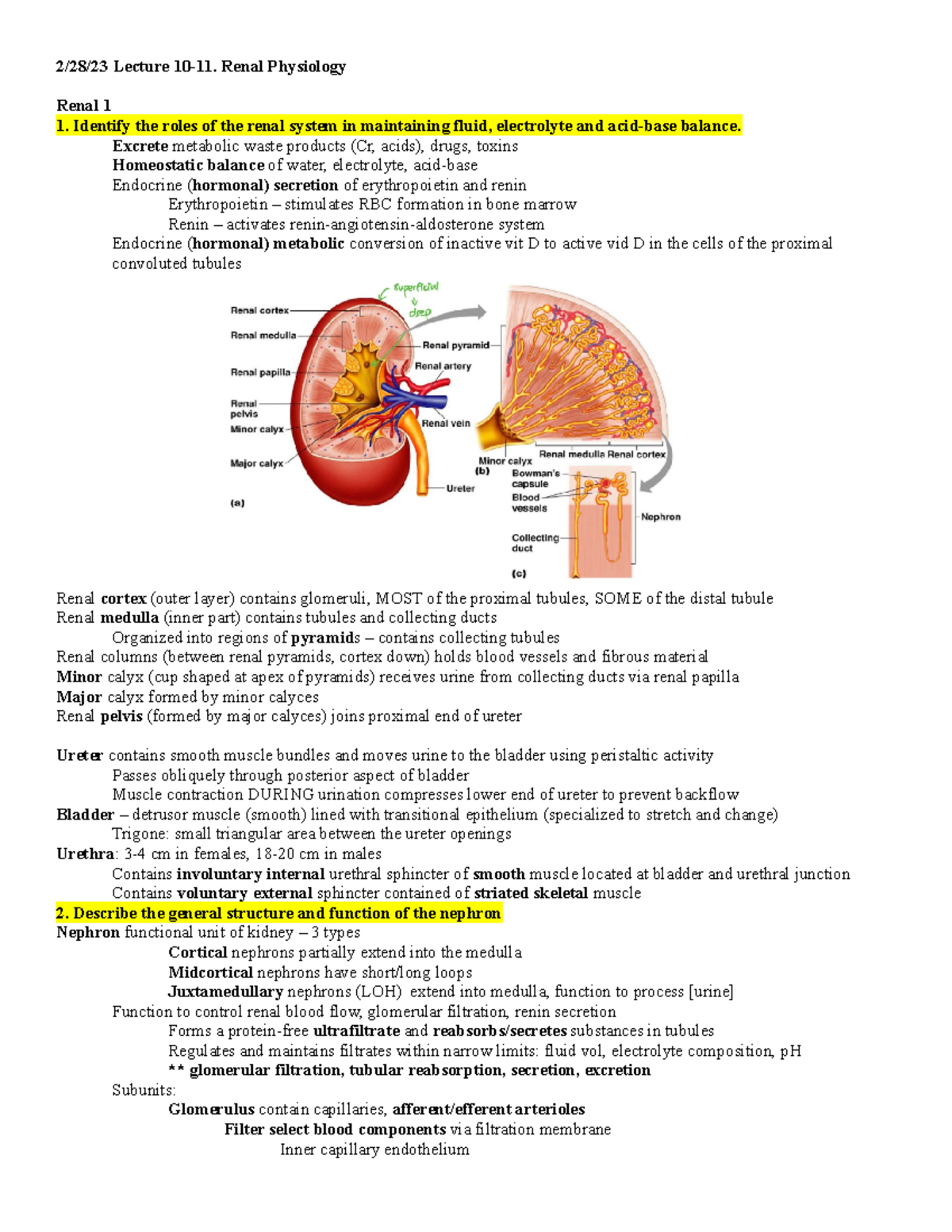 Renal Physiology - 2/28/23 Lecture 10-11. Renal Physiology Renal 1 ...