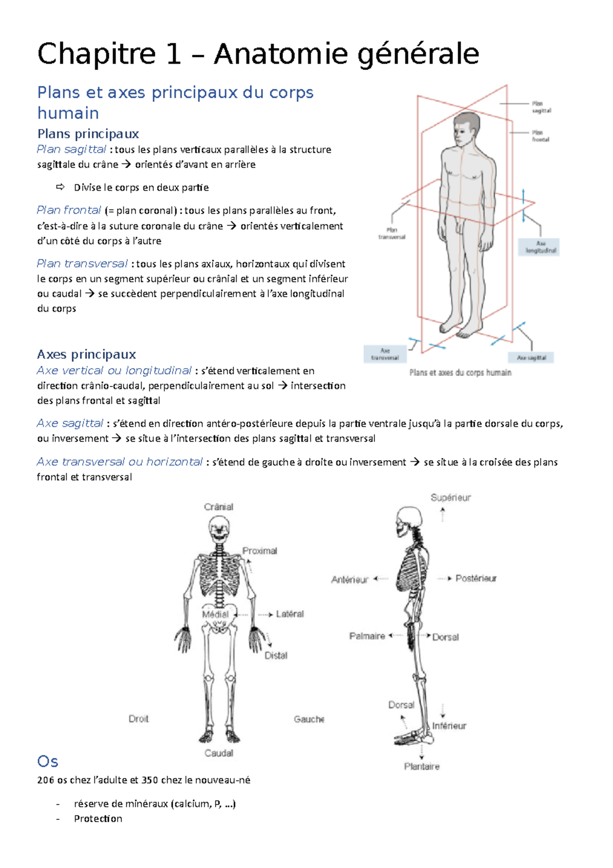 ANAT Chapitre 1 - Anatomie générale - Chapitre 1 – Anatomie générale ...
