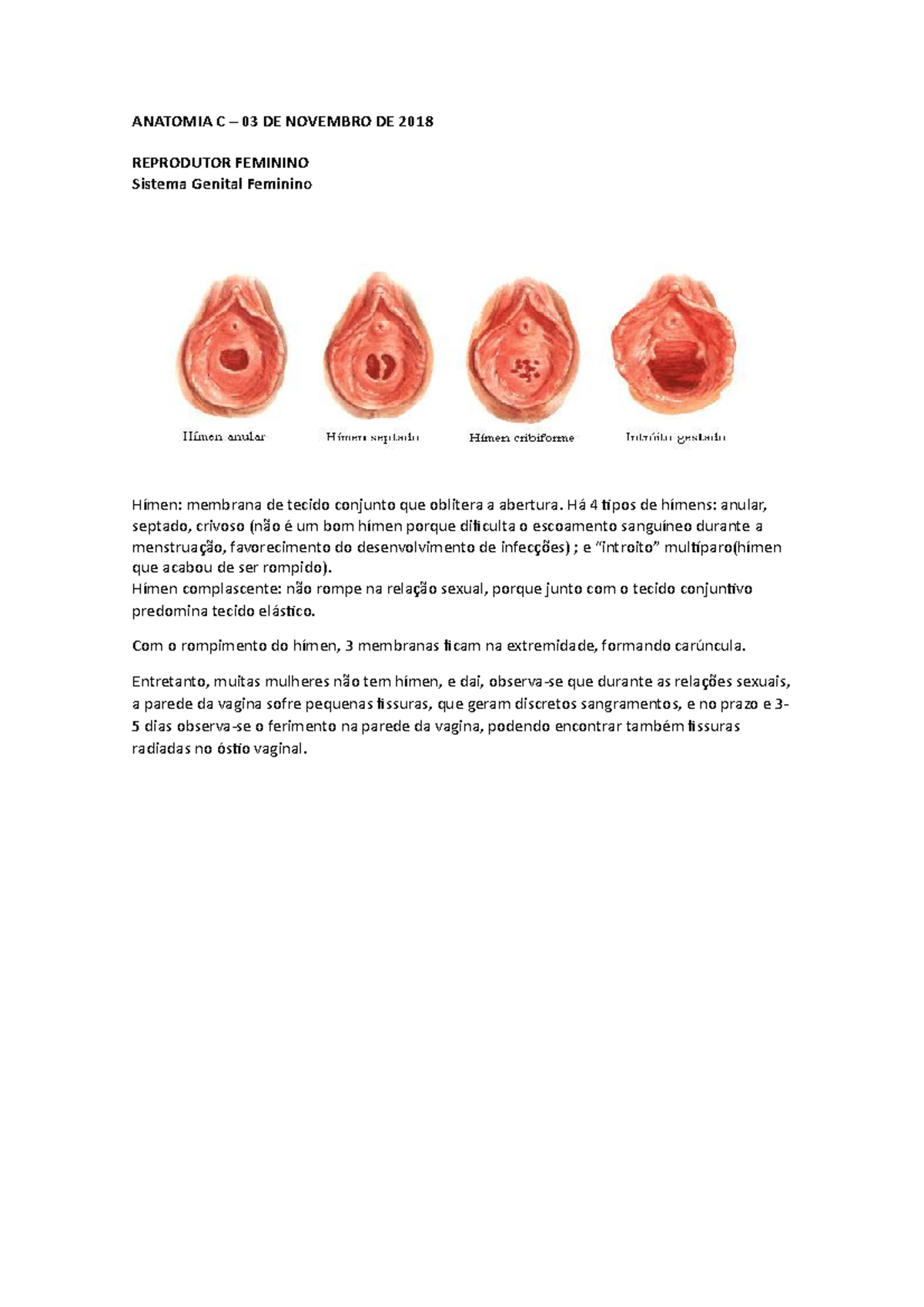Anatomia C-aula 11 - ANATOMIA C – 03 DE NOVEMBRO DE 2018 REPRODUTOR ...