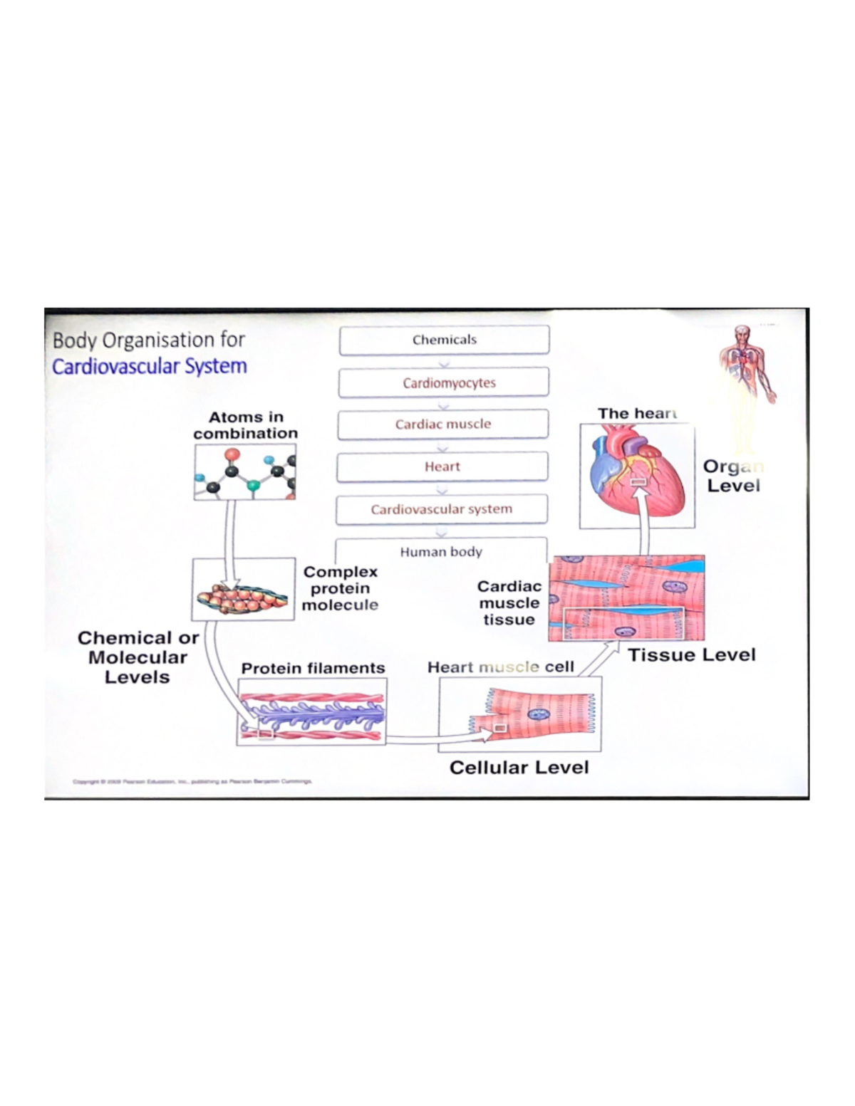 Body Organisation - BIOL125 - Studocu