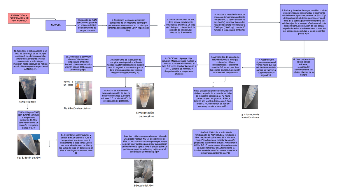 -Extracción de ADN genómico a partir de un volumen de 3m L de una ...