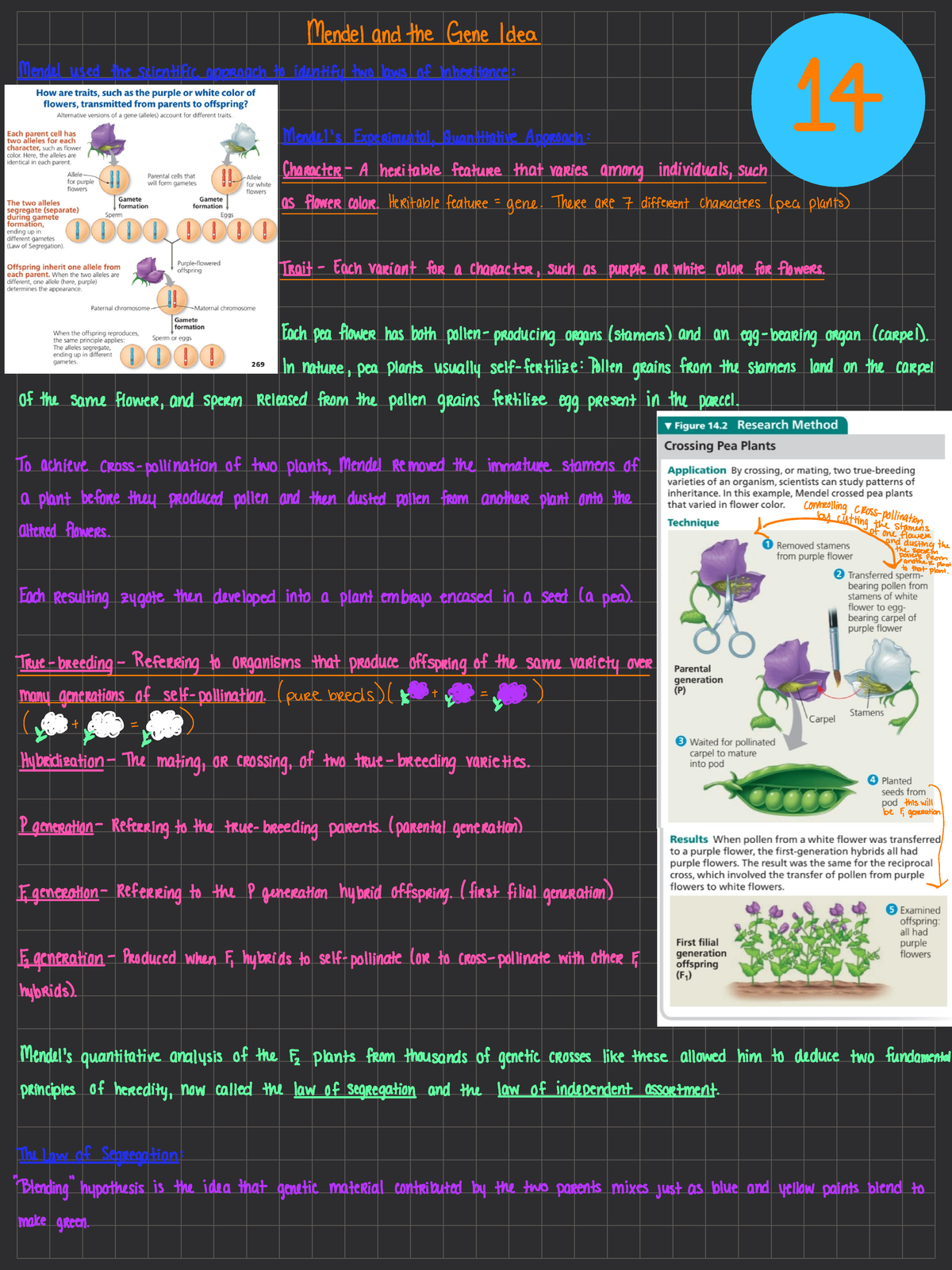 Chapter 14 - Mendel and the Gene Idea - BIOL 100 - Hunter College - Studocu