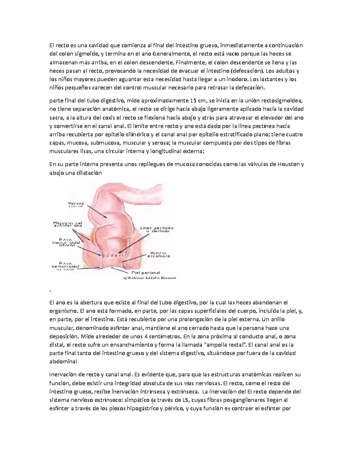 El recto es una cavidad que comienza al final del intestino grueso ...