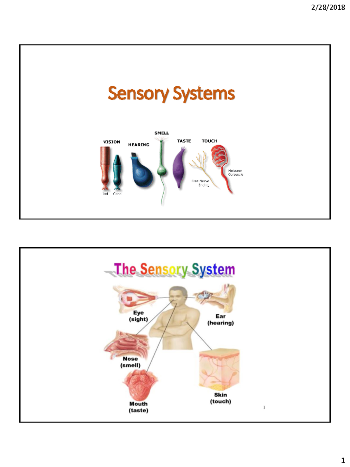 7. Sensory & Inegumentary Systems - Sensory Systems Sensory Organs ...
