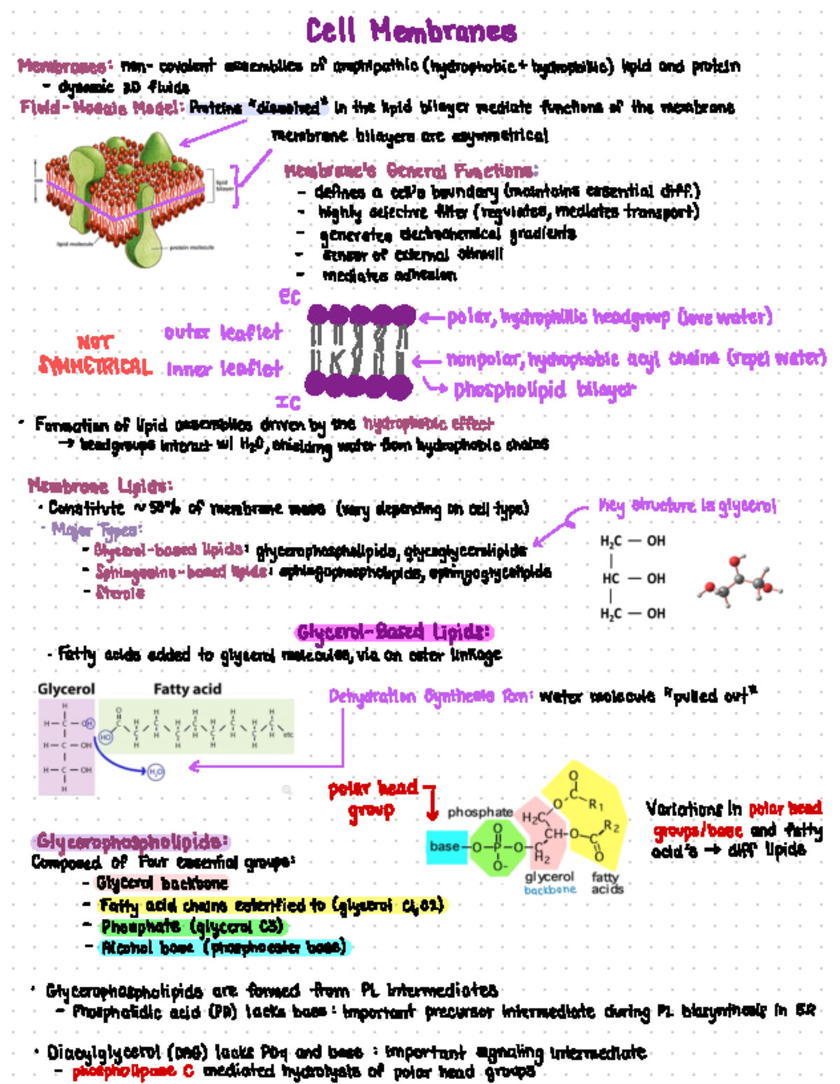 Cell Bio EXAM 1 - Exam 1 notes - Cell Membranes Membranes : non ...