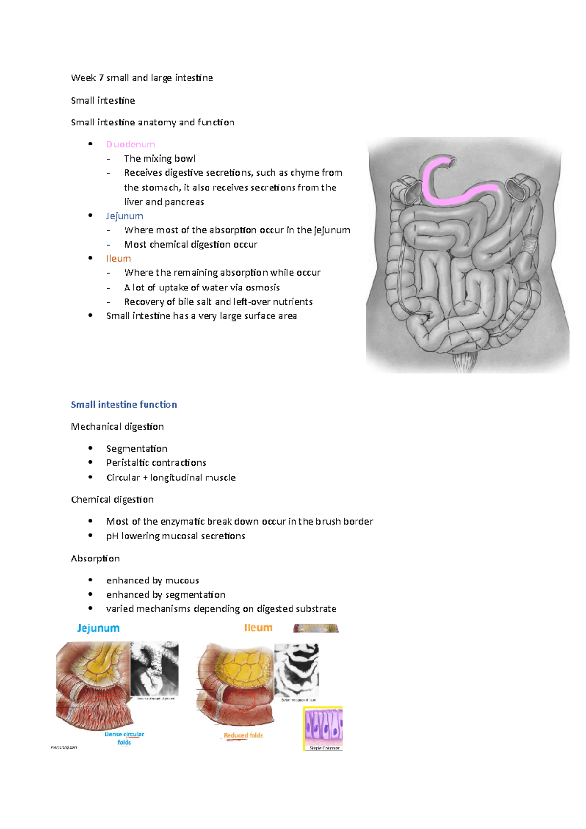 Week 7 small and large intestine - Week 7 small and large intestine ...