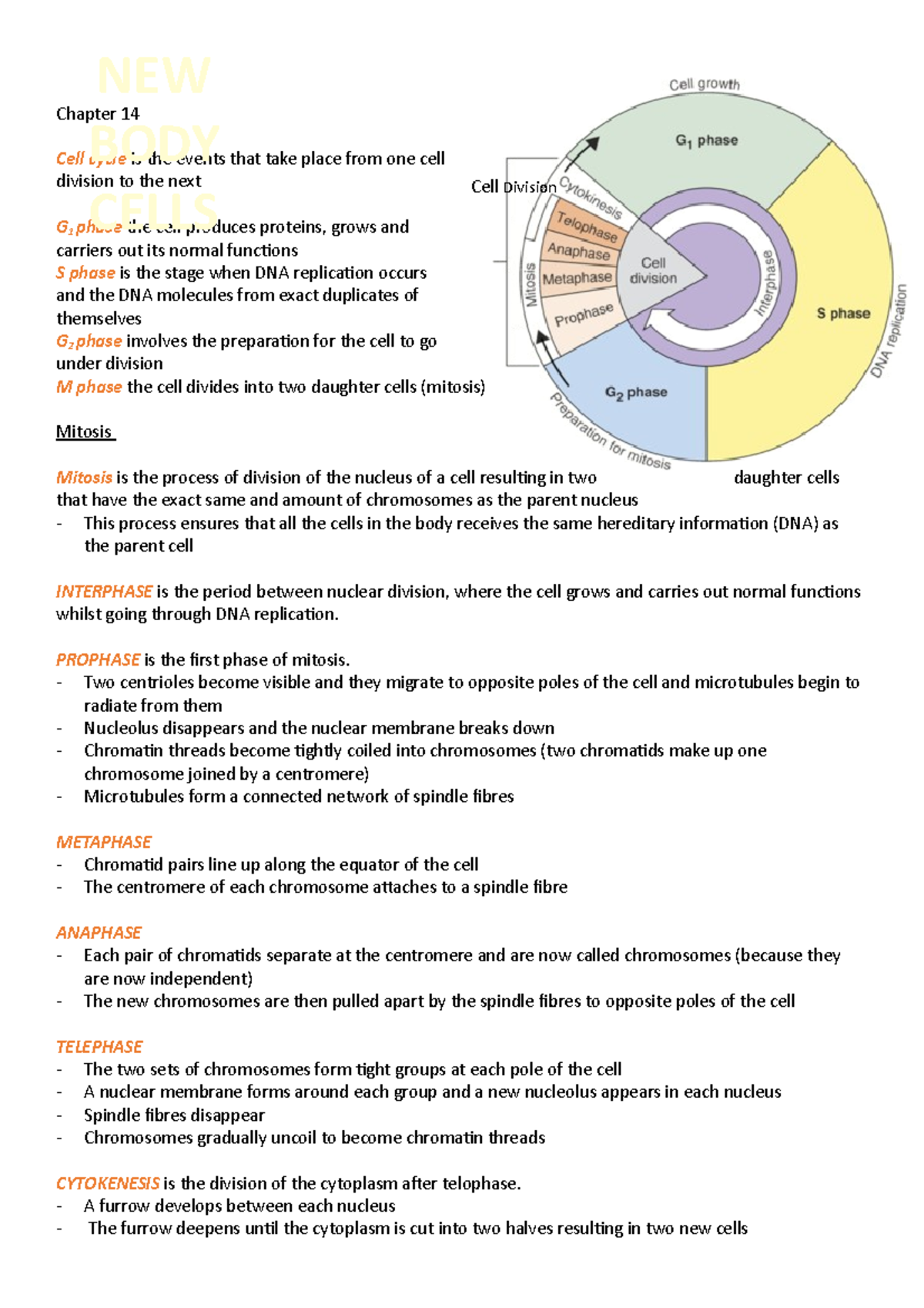 New body cells - Covers an in depth review of the cell cycle and what ...