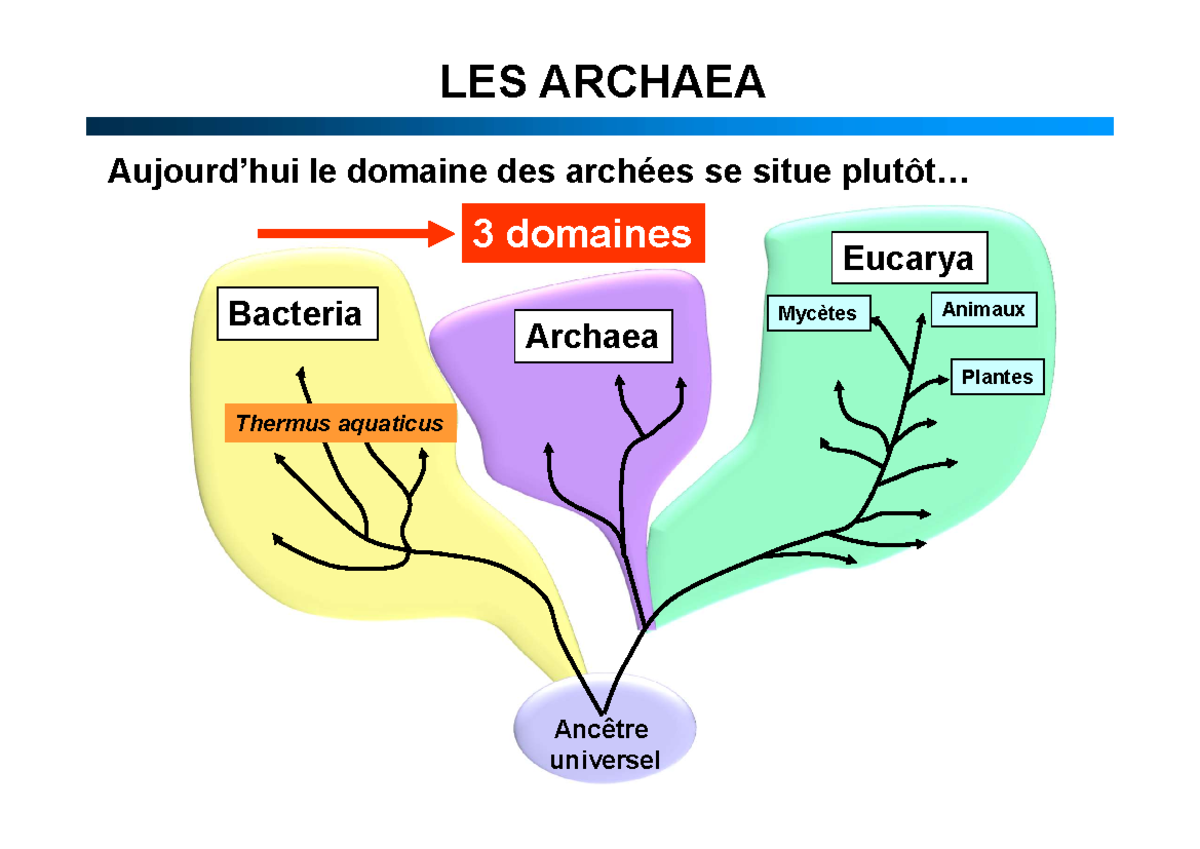 CM3-Les Archees - l2 microbio bcp - Ancêtre universel Aujourd’hui le domaine des archées se ...