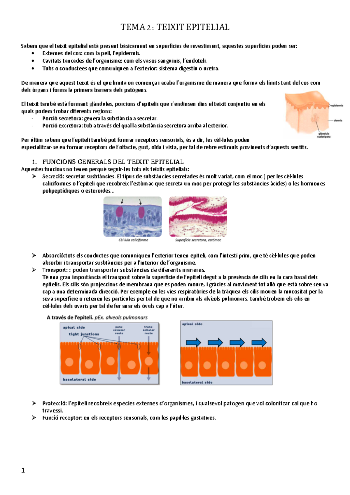HIS T-1 T - primer parcial - TEMA 2: TEIXIT EPITELIAL Sabem que el ...