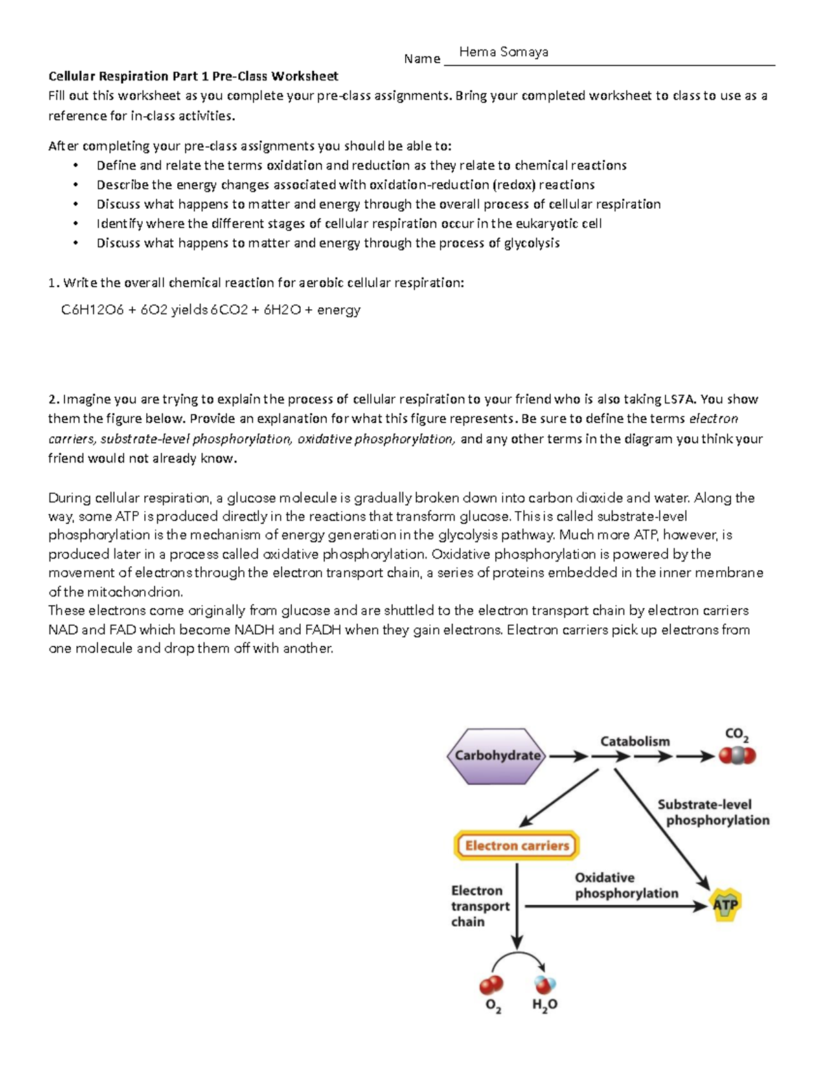 Week 3b Cellular Respiration 1 Worksheet - Name