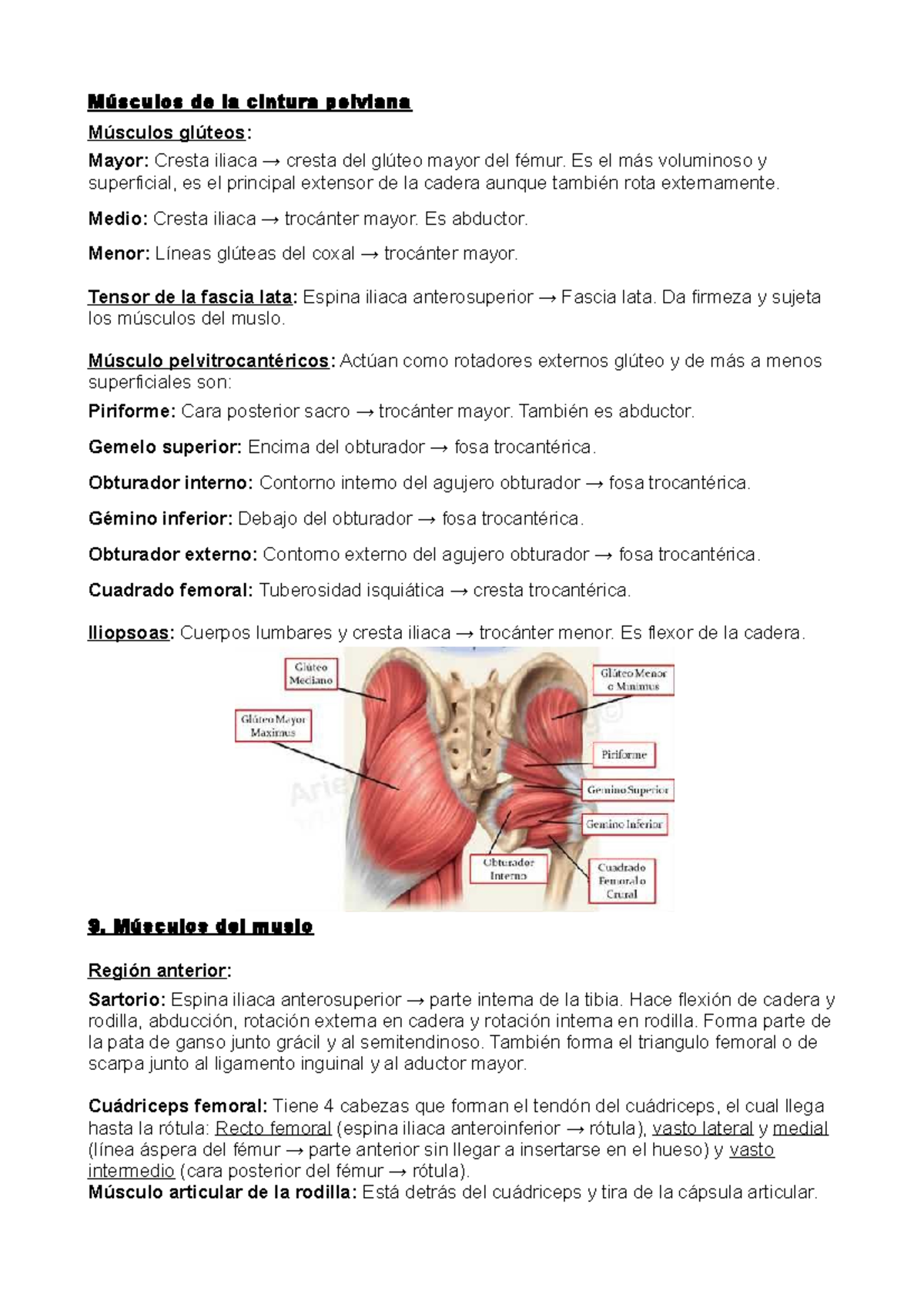 Músculos. Cintura pelviana y muslo - Músculos de la cintura pelviana ...