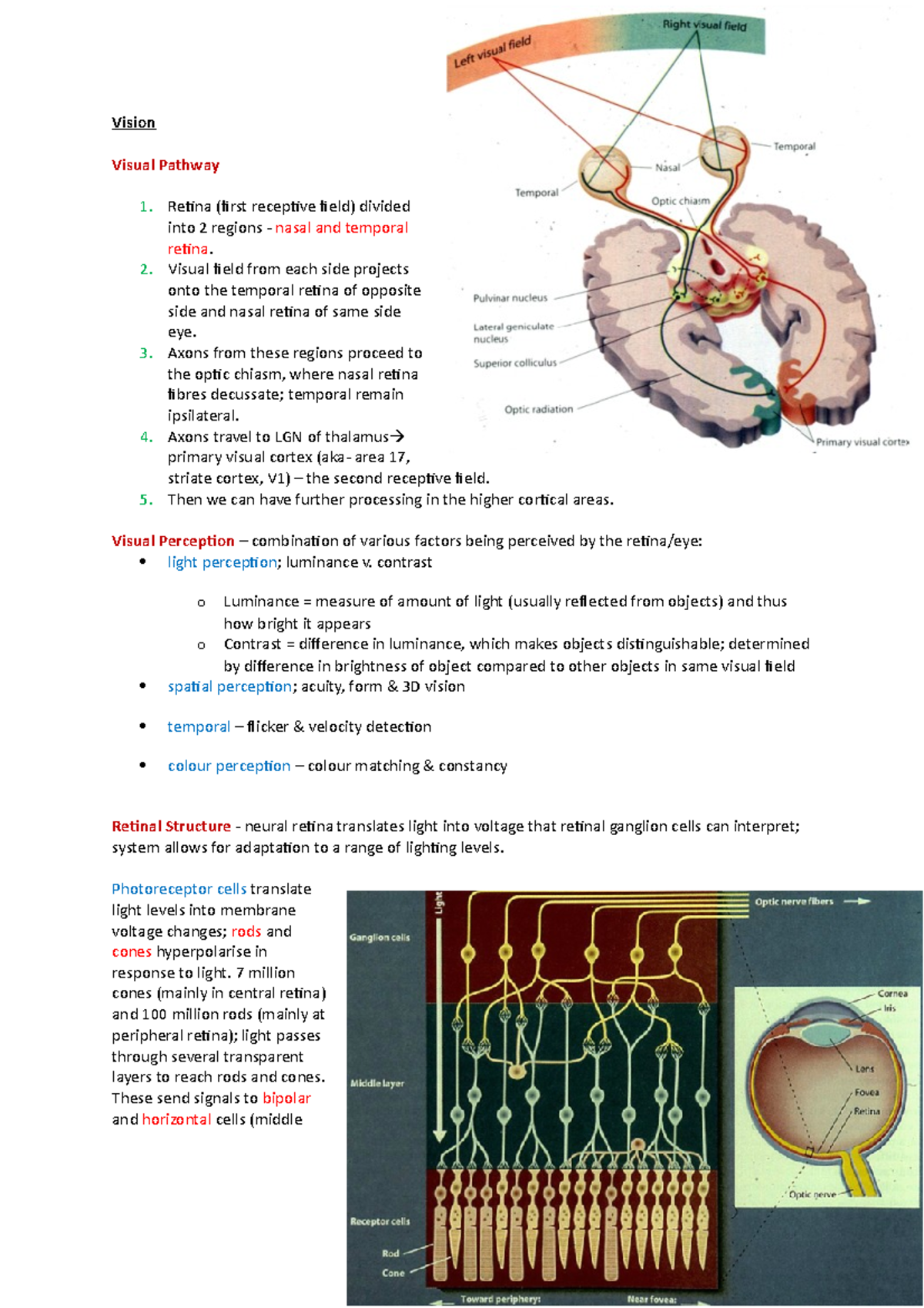 Vision - Lecture notes 1 - Vision Visual Pathway Retina (first ...